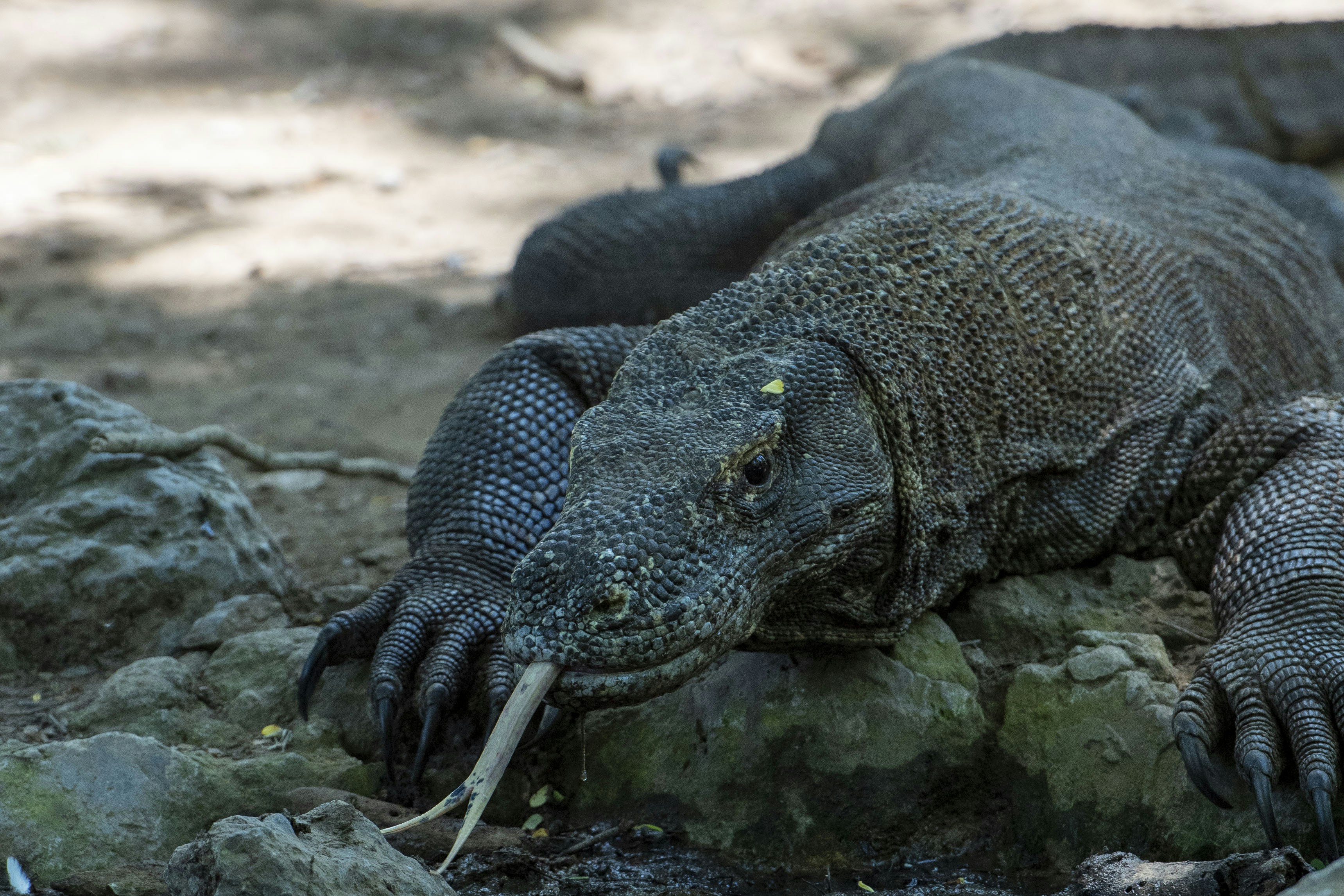 Alligator Lizard at Rest: Ground-Level Gaze Across Rough Terrain
