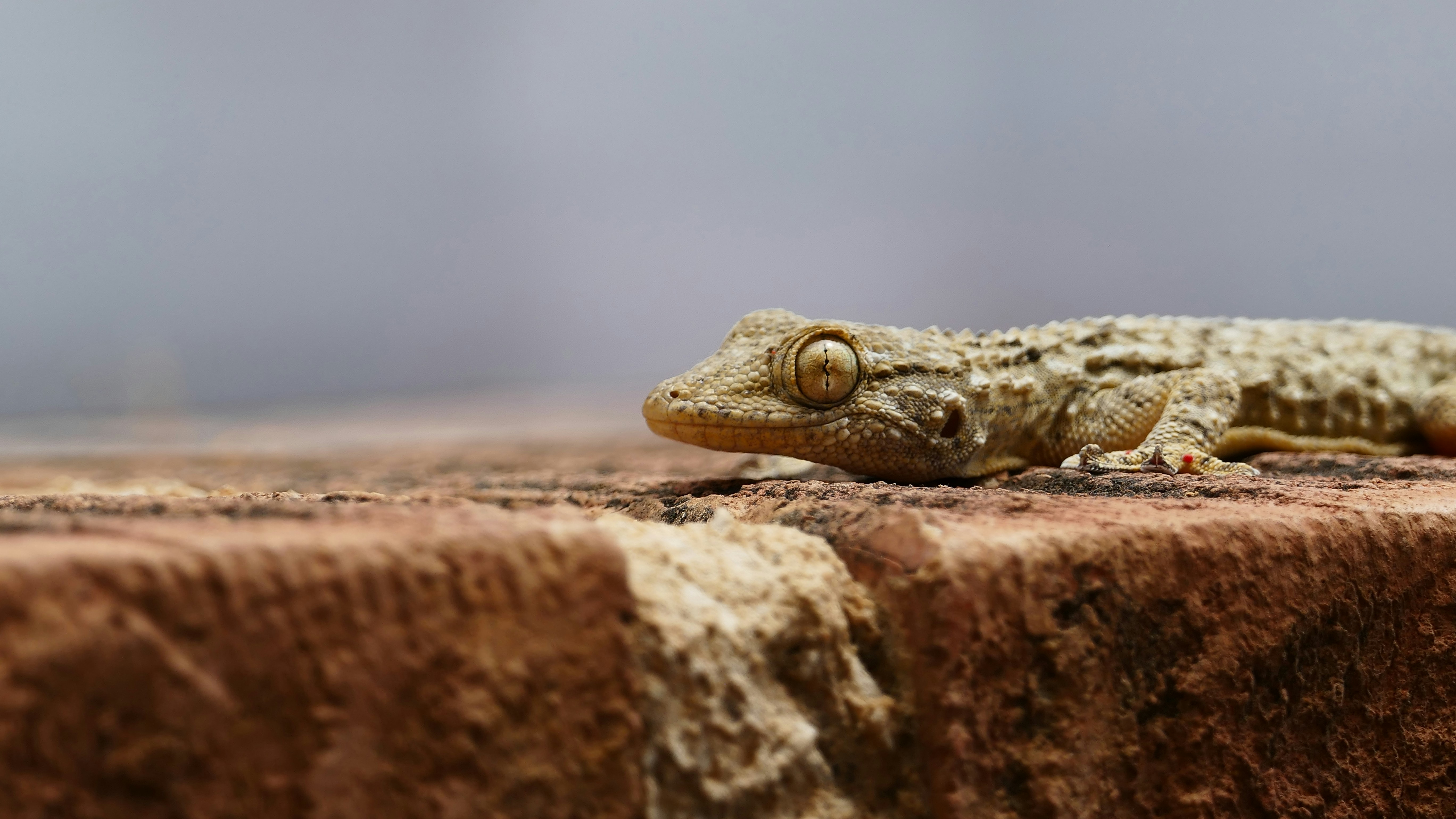 Tiny Lizard Scout on a Sunset Brick