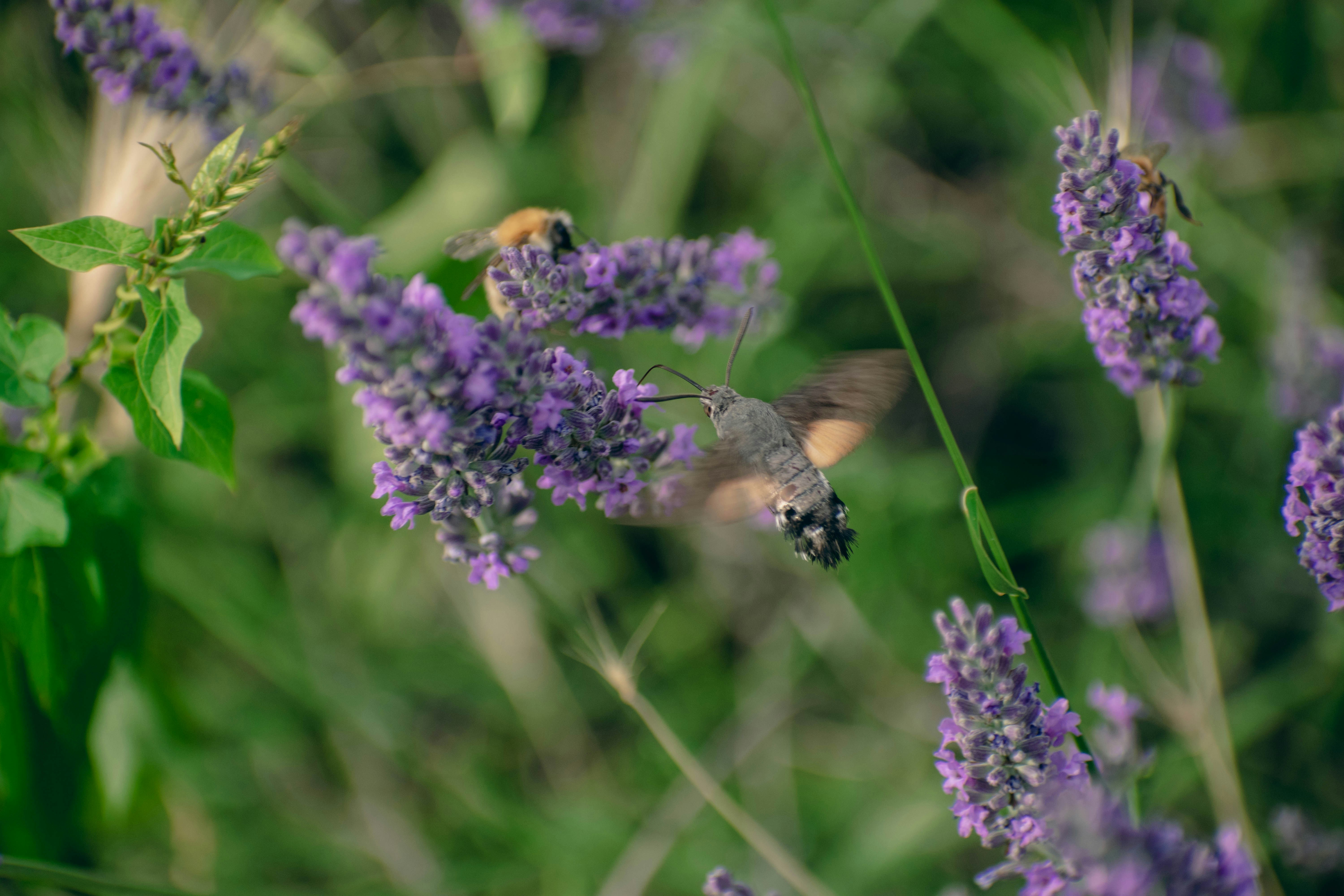 Hovering Hummer: Lavender Bloom Encounter