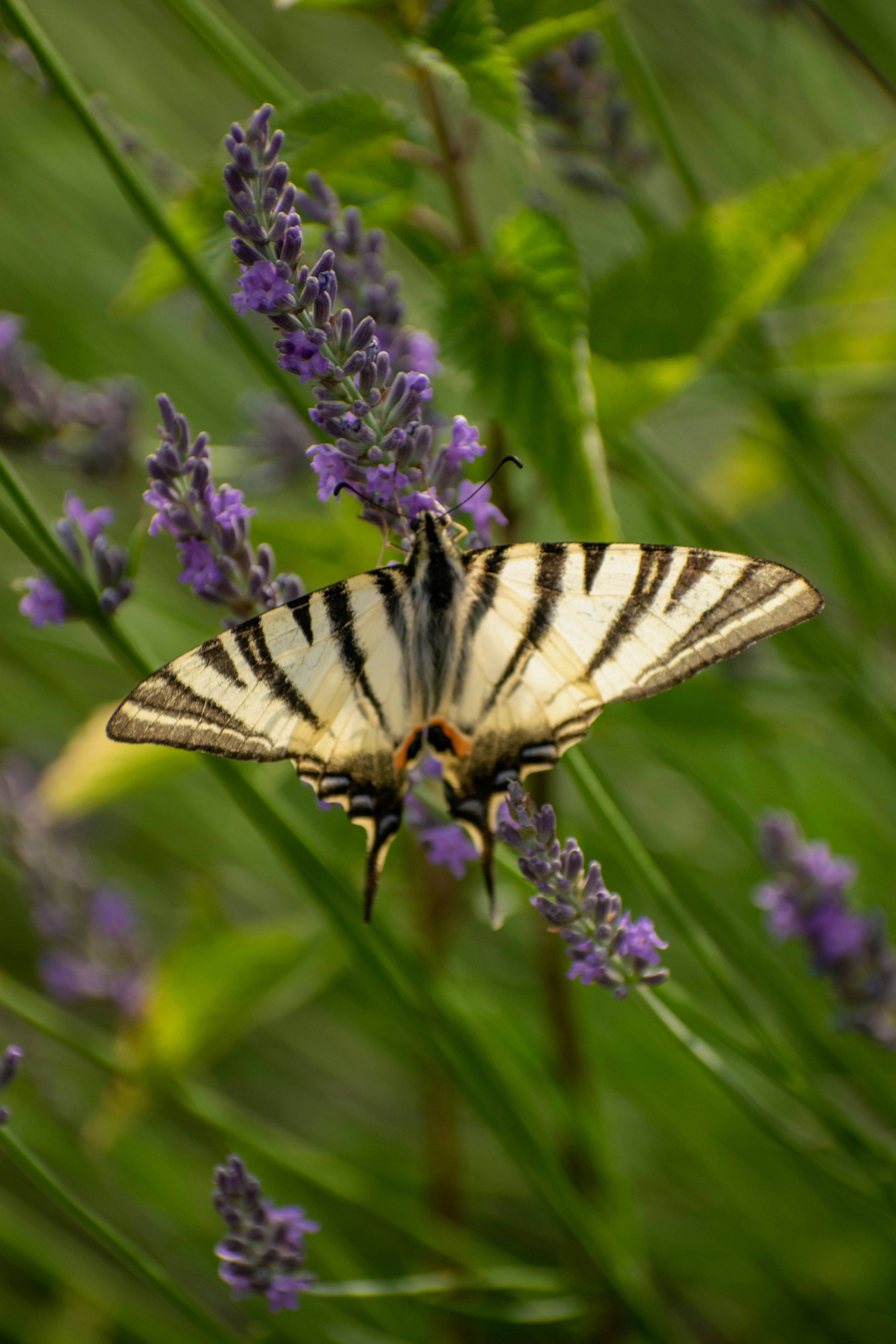 swallowtail butterfly on lavender