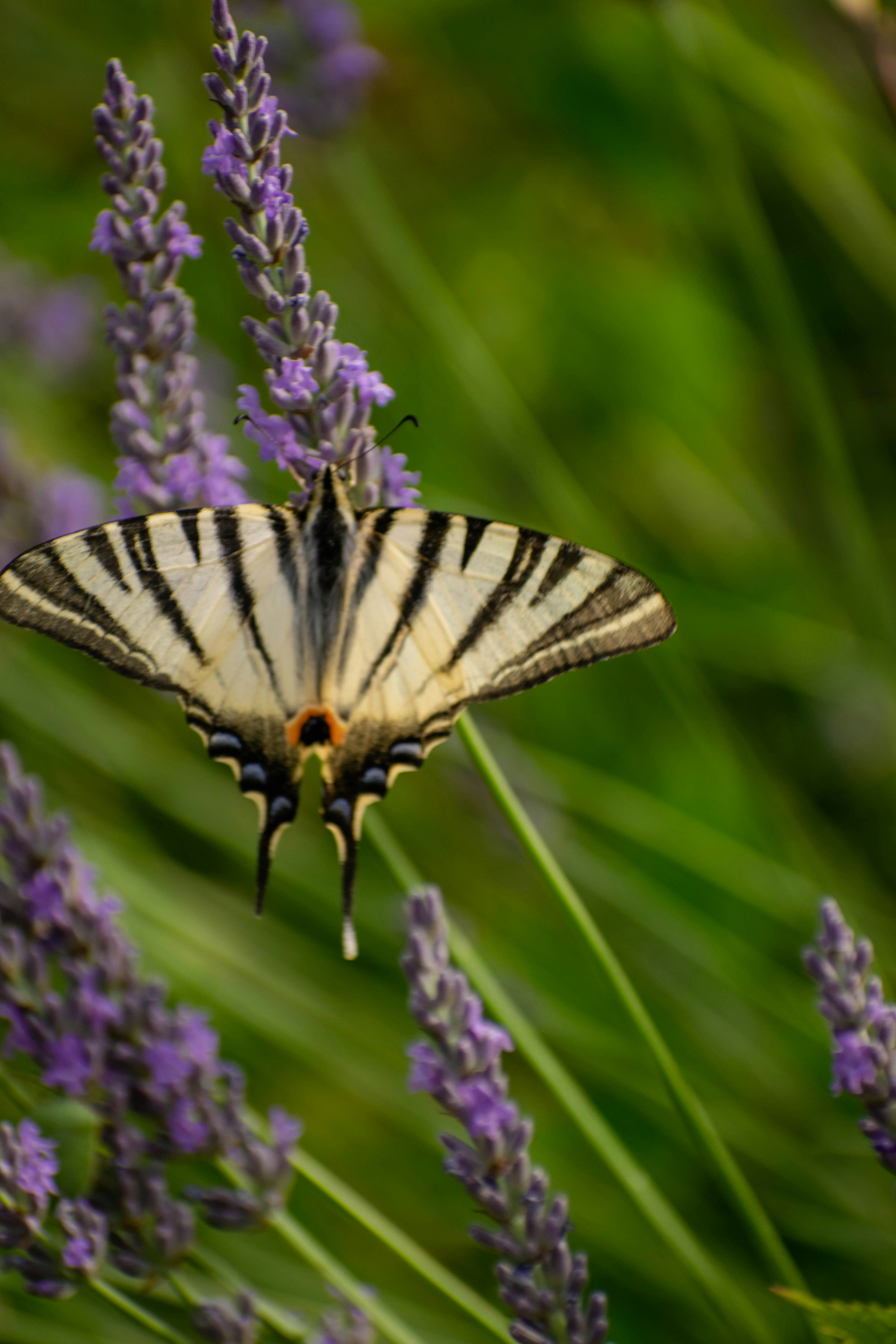 Stripe-winged butterfly resting on lavender in soft backlit meadow