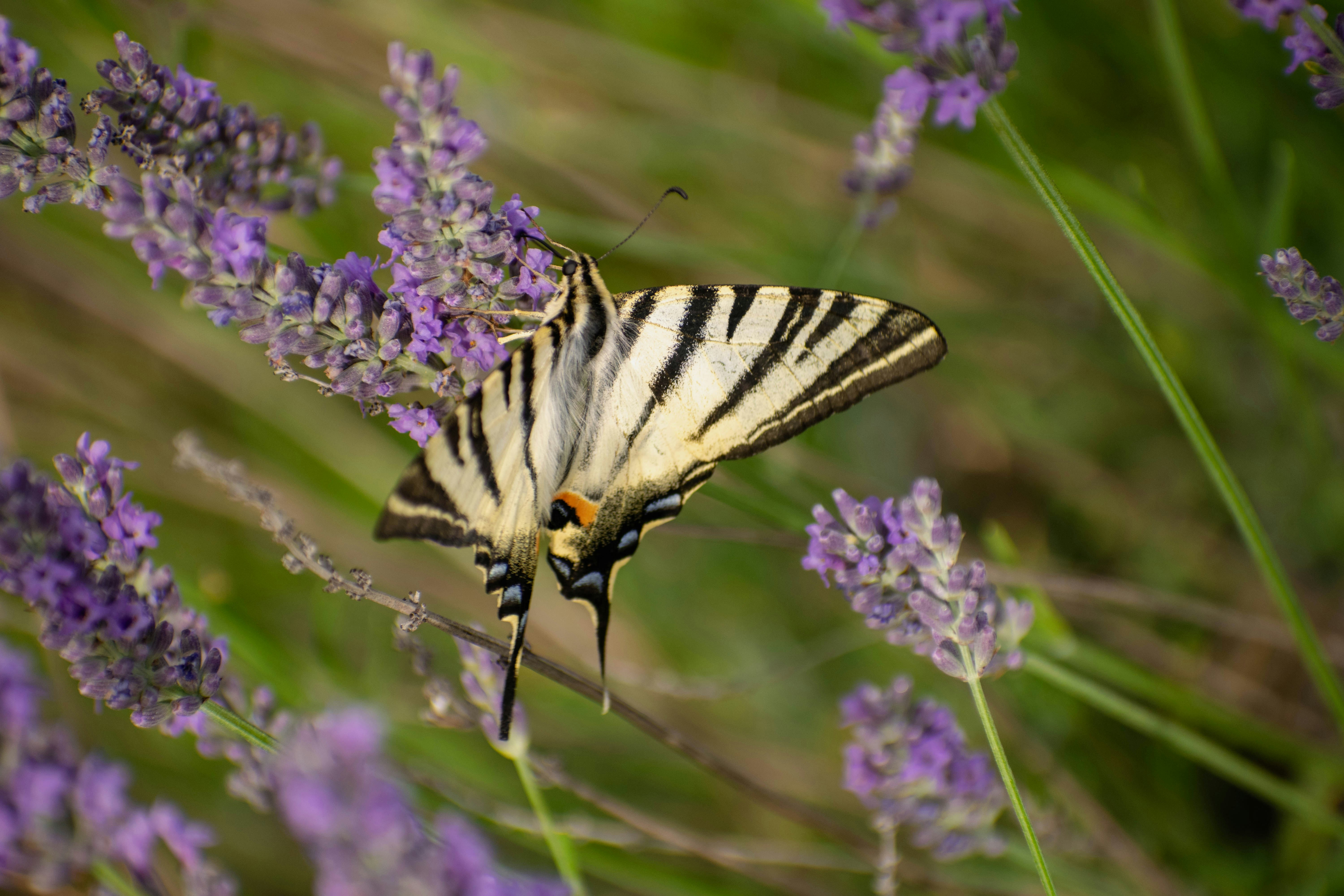 Striped Wanderer on Lavender Bloom