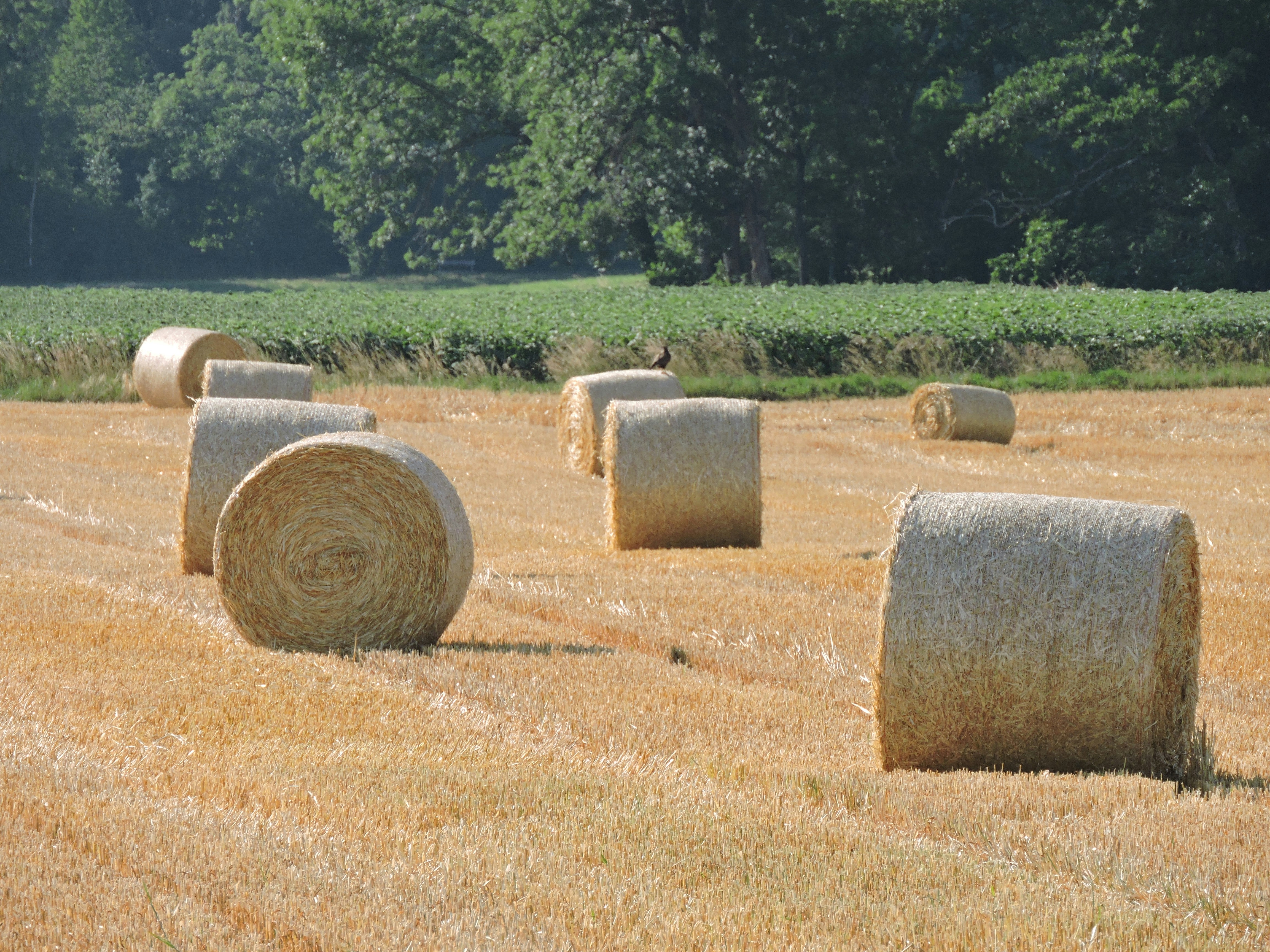 Bales in a Sunlit Field: A Rural Moment