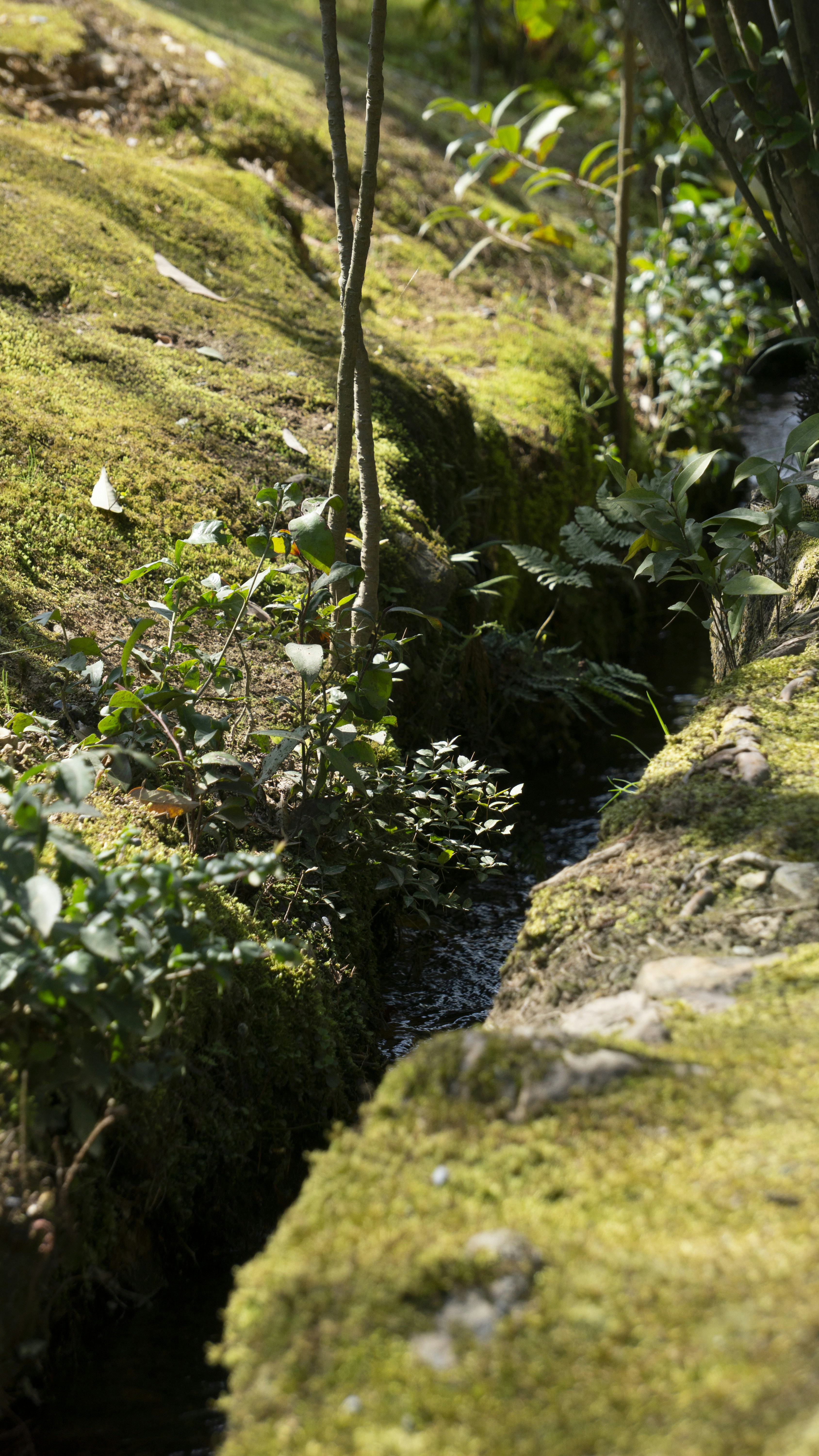 Moss-Cilled Crevice: A Quiet Stream Between Verdant Cliffs