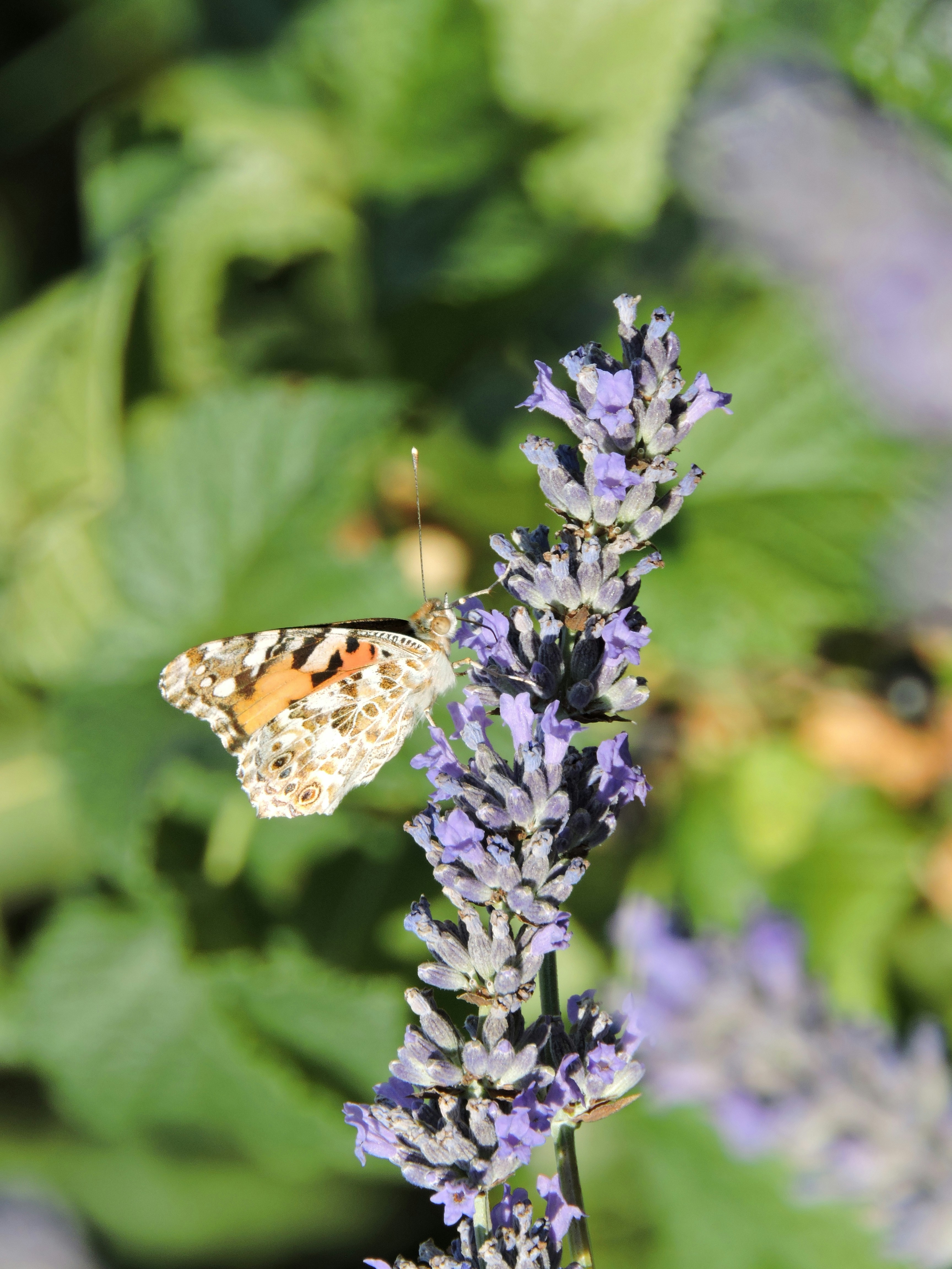 Butterfly on Lavender: A Quiet Dance in Spring