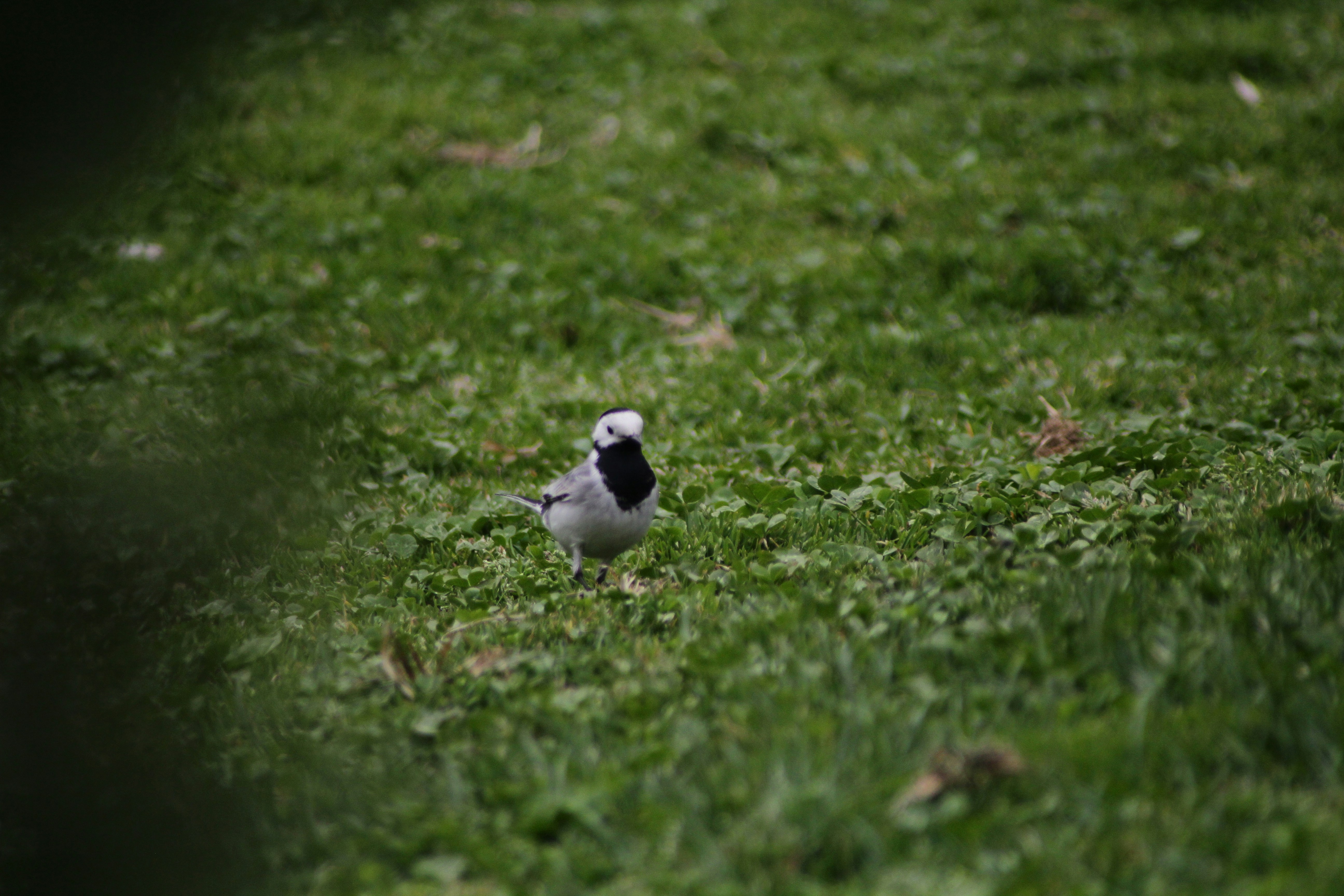 Tiny White-Backed Wedge-Tailed Sparrow in a Green Clearing