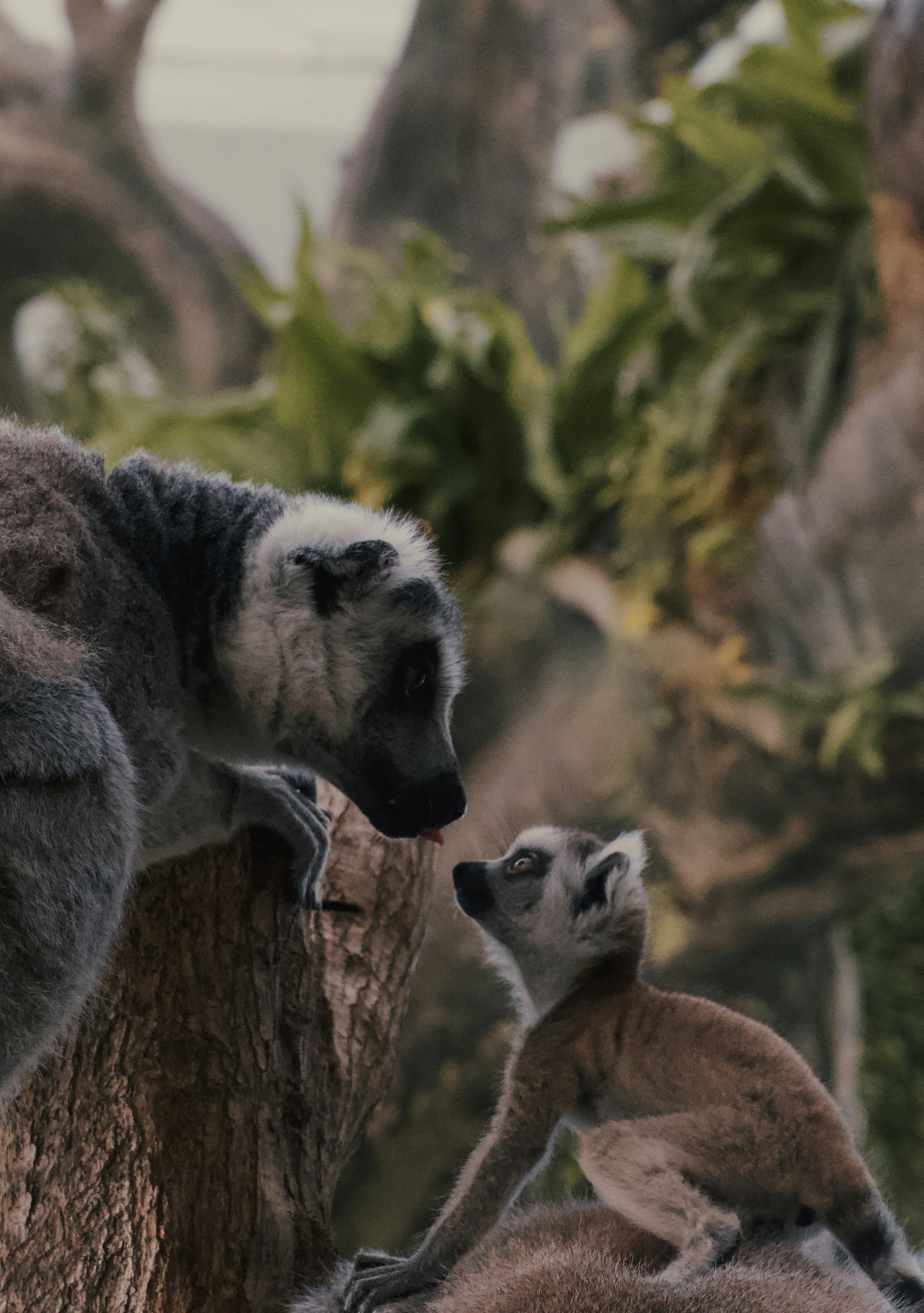 Baby Lemur Looks Up: Gentle Exchange on a Tree Trunk