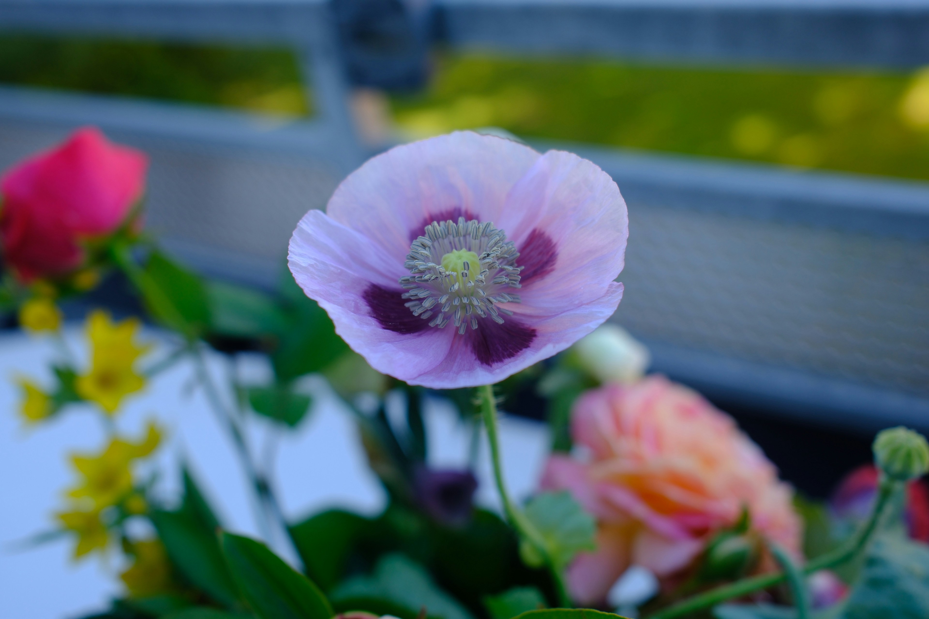 Pink-centered bloom with soft bokeh above a railing
