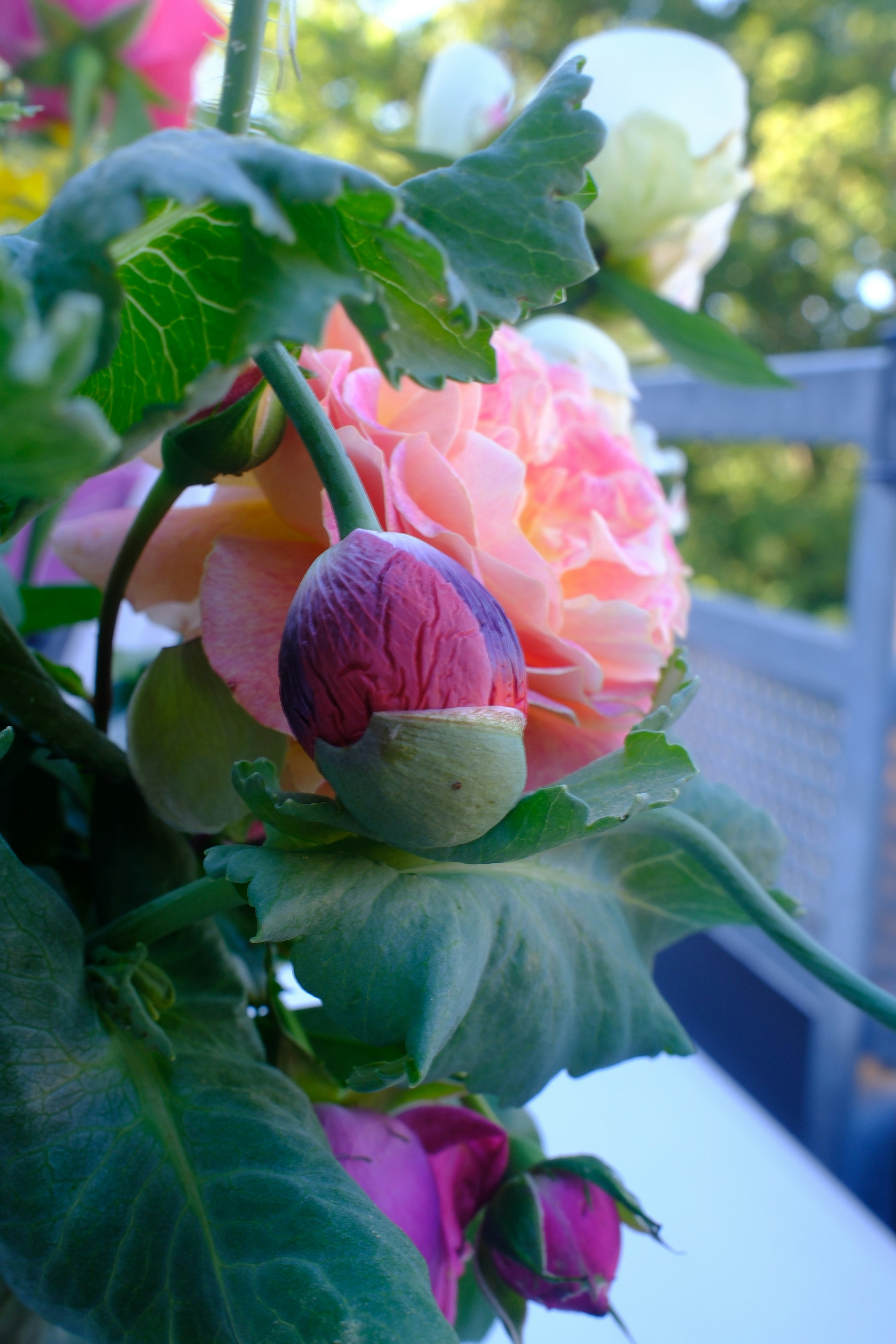 Close-up of a Pink Garden Bud unfurling among green leaves