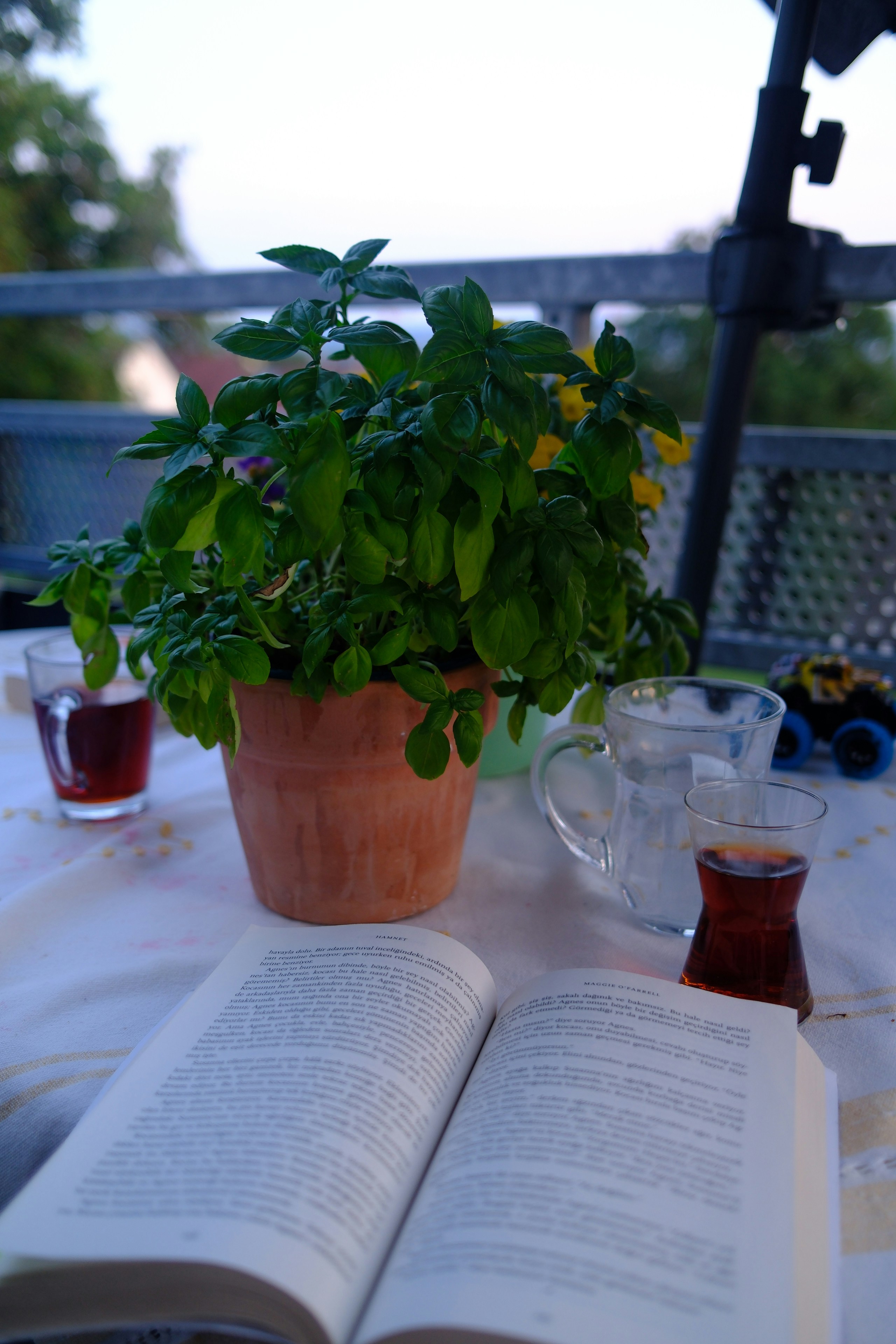 Herb Garden on a Quiet Terrace: A Potted Basil yet Framing a Moment with Tea