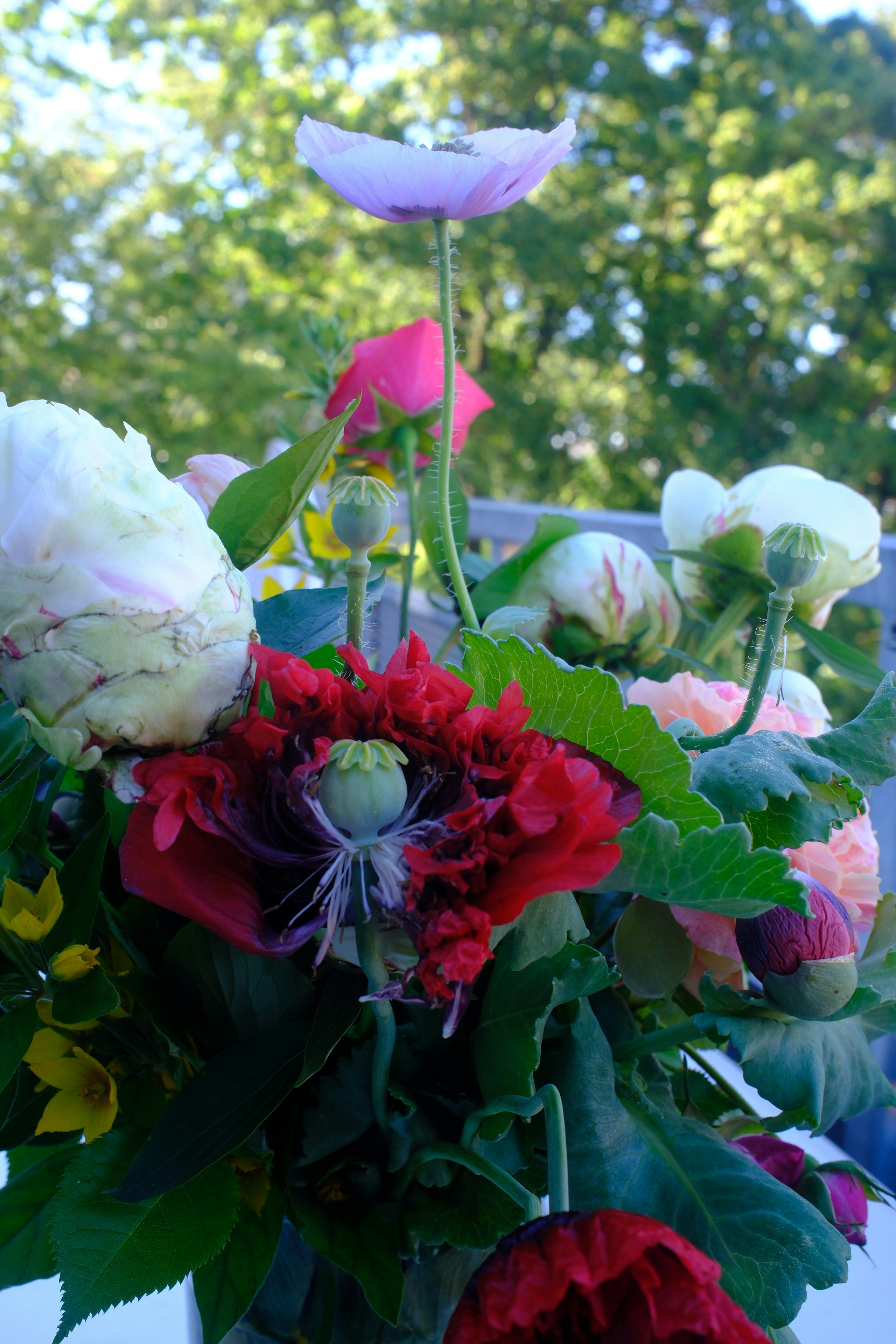 Carnation Carousel: A Burst of Blooms and Color