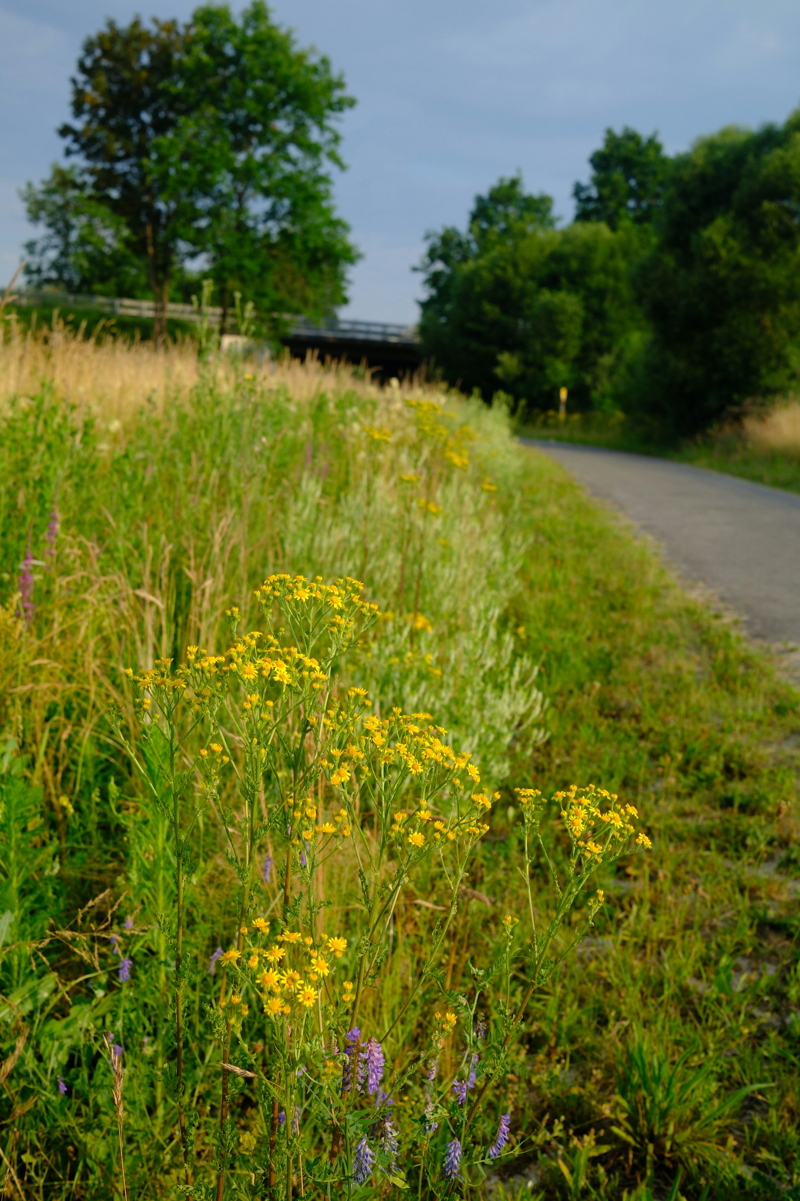 Wildflowers by the Quiet Creek Path