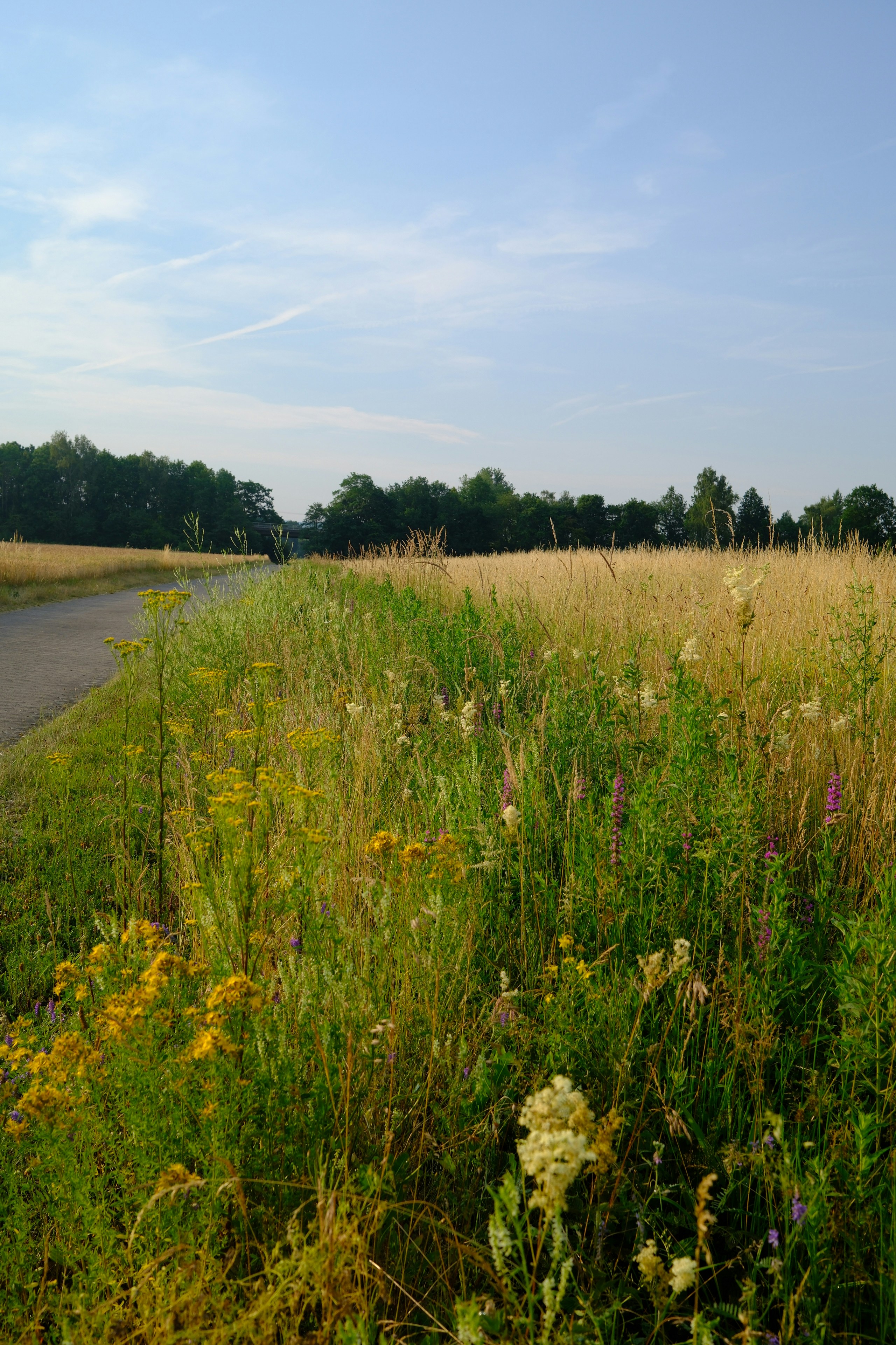 Golden Meadow Path: A Quiet Summer Walk