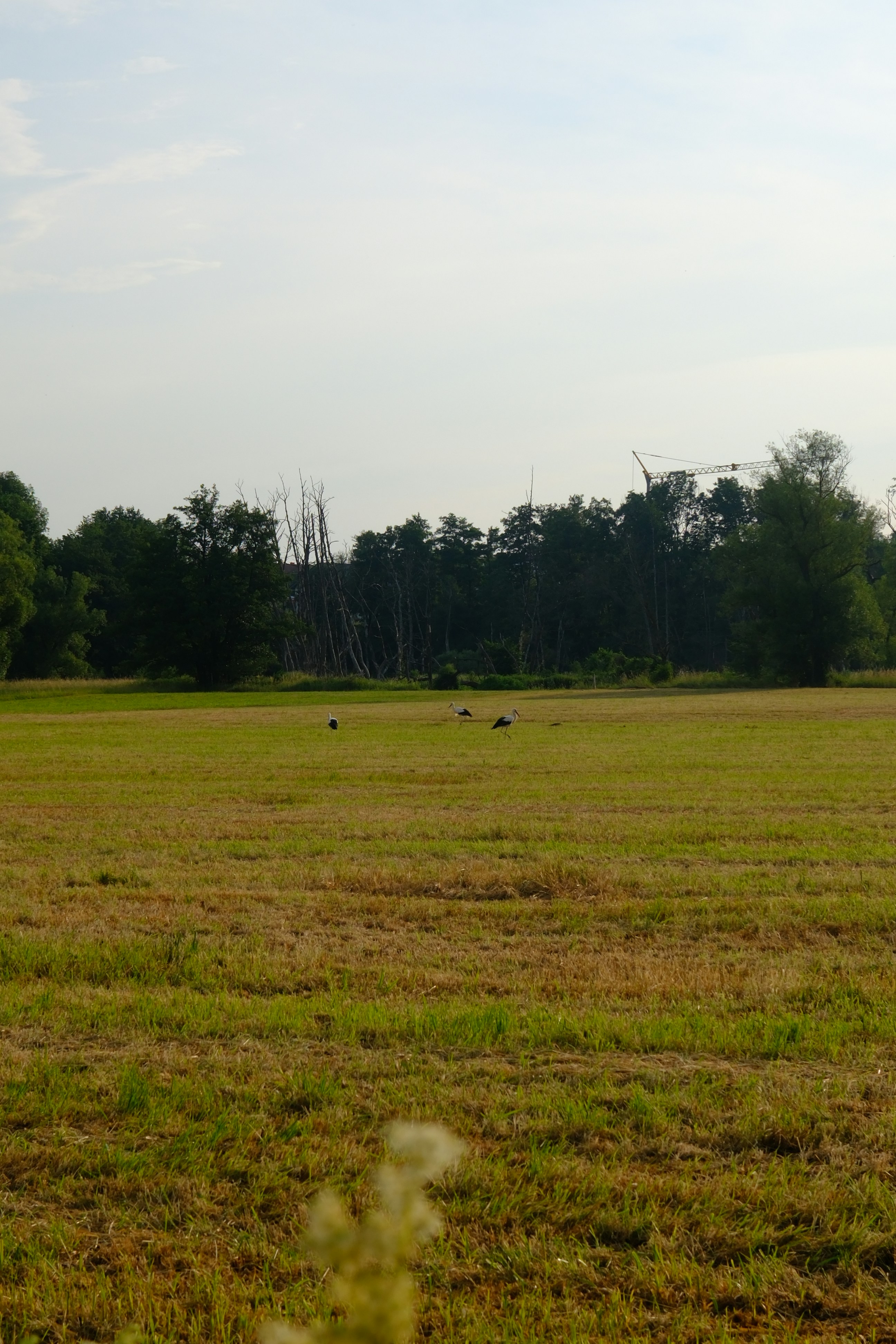 Crane stillness over a sunlit field at the edge of the wood