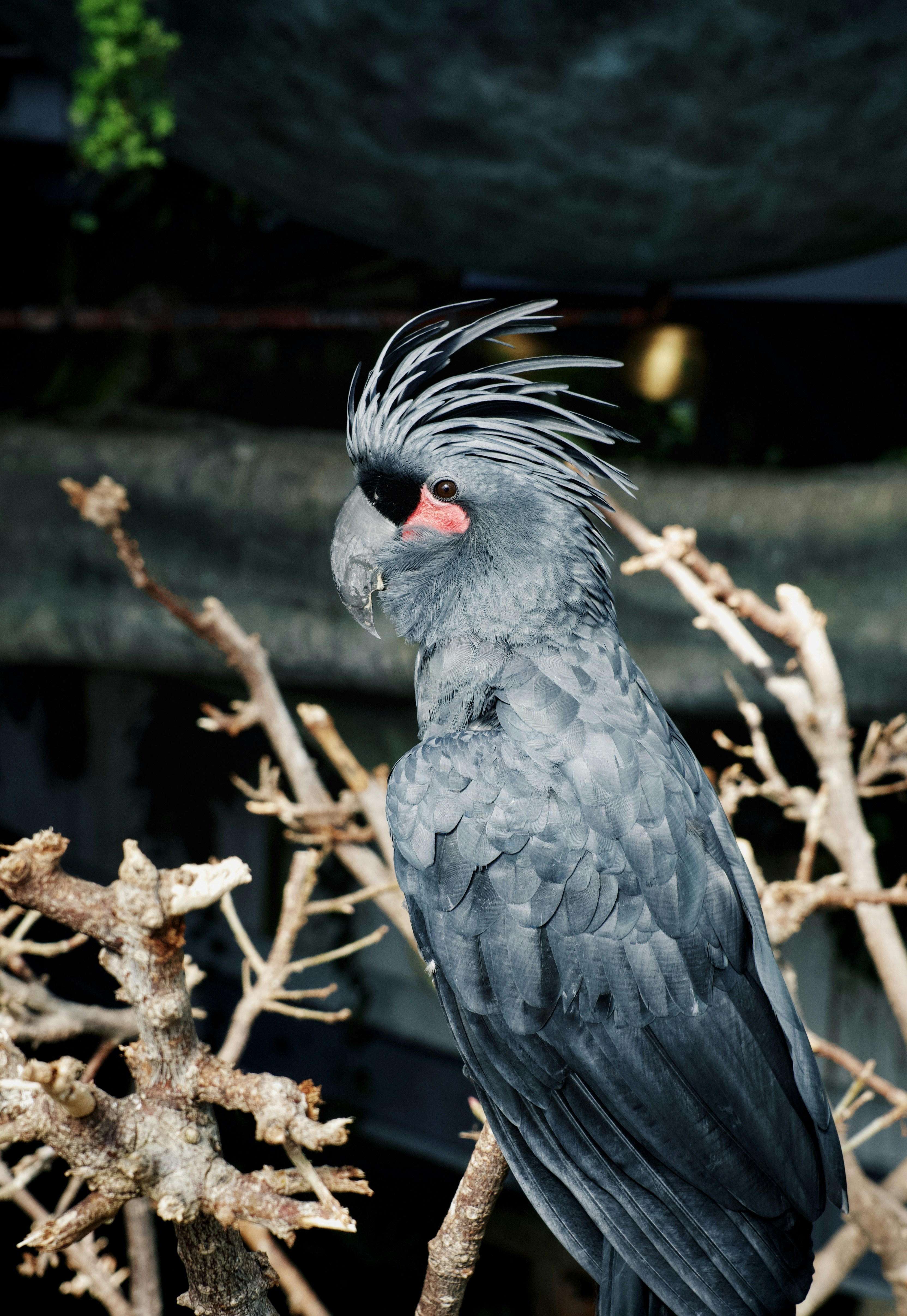 Crested Quietude: A Gang-Gun of Feathers on a Midnight Perch