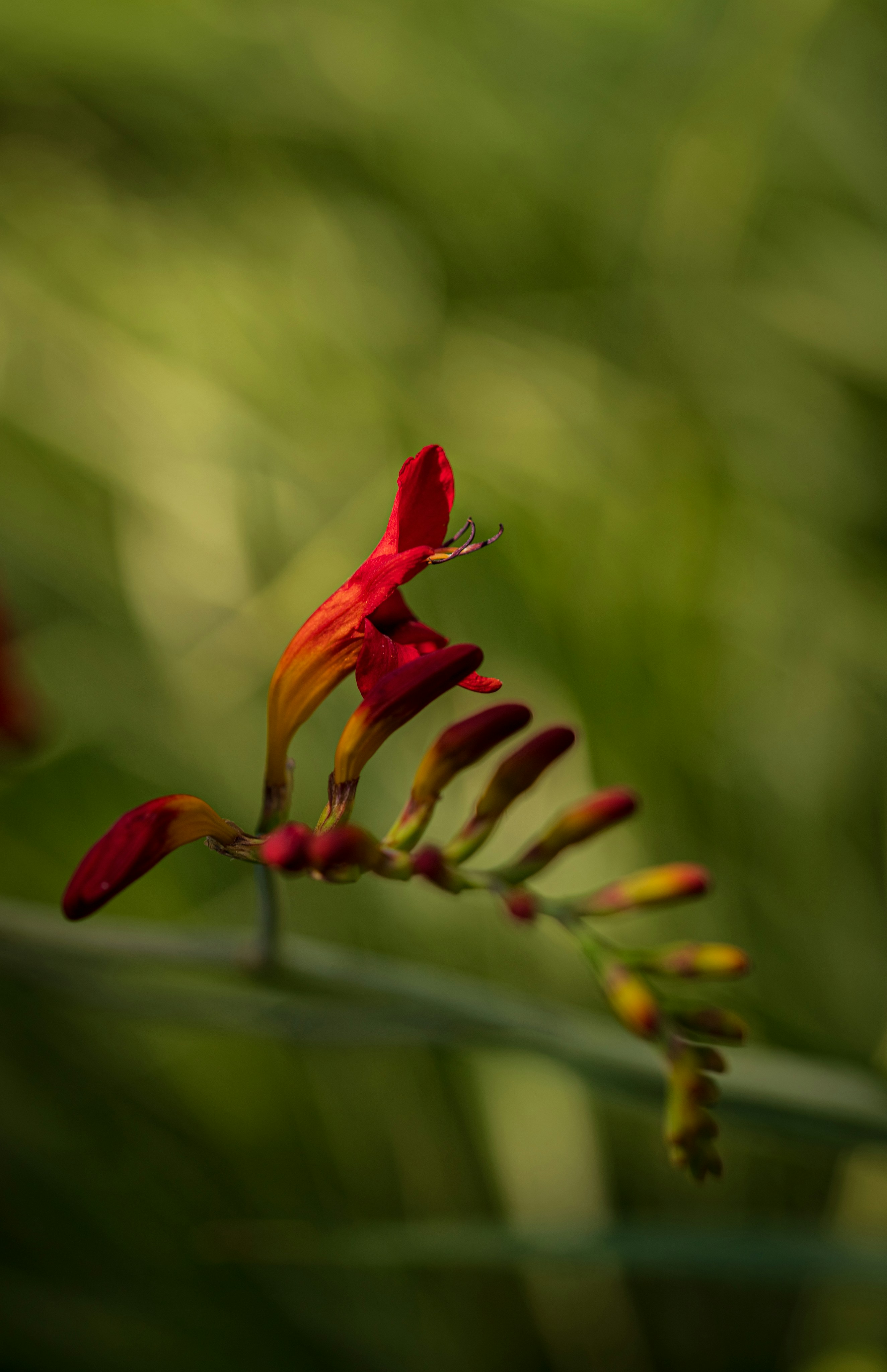 Red Orchid in Focus: A Close-Up of a Single Bloom Amid Velvet Green