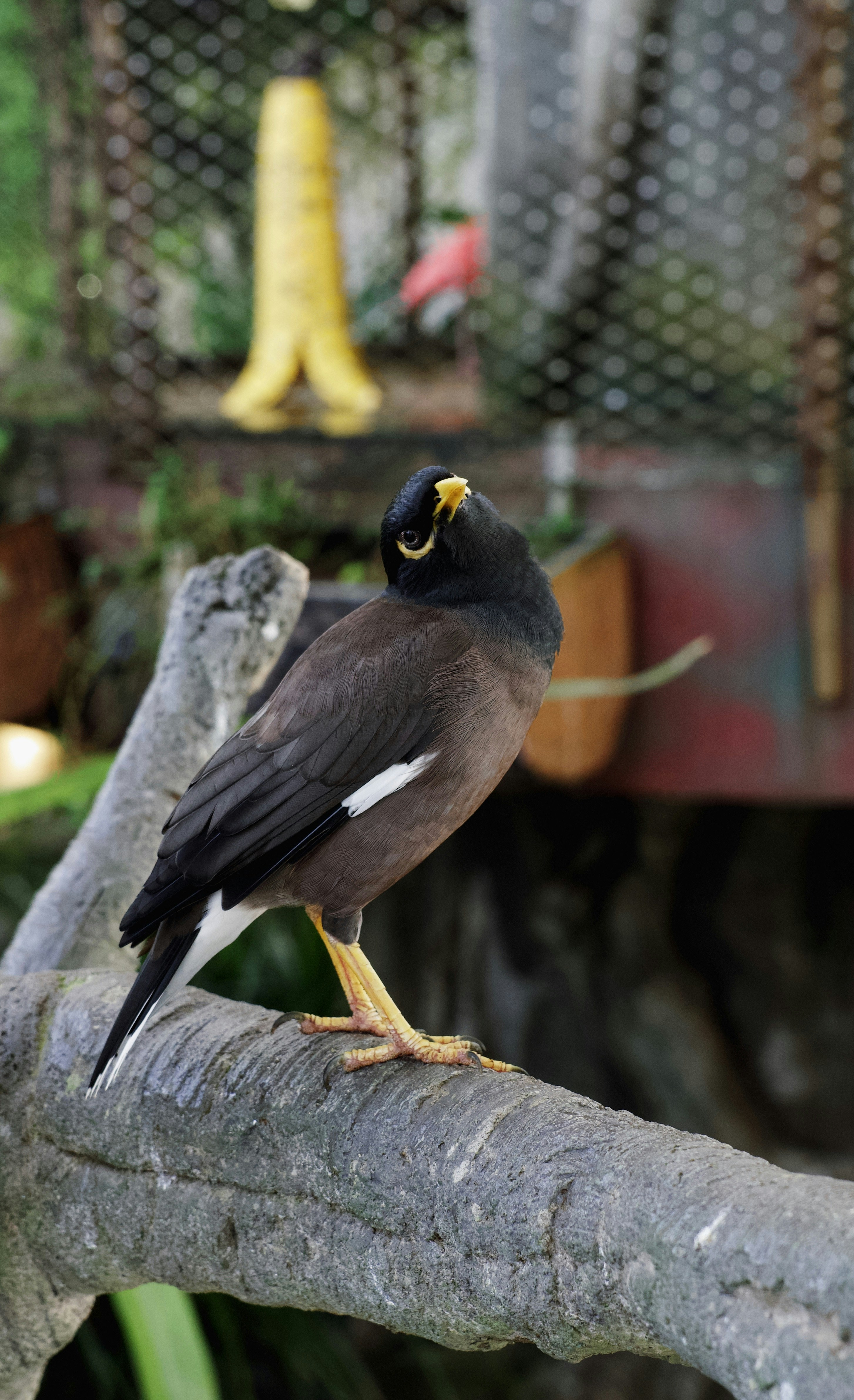 Portrait of a Wet-Feathered Perch: A Common Myna on a Weathered Branch