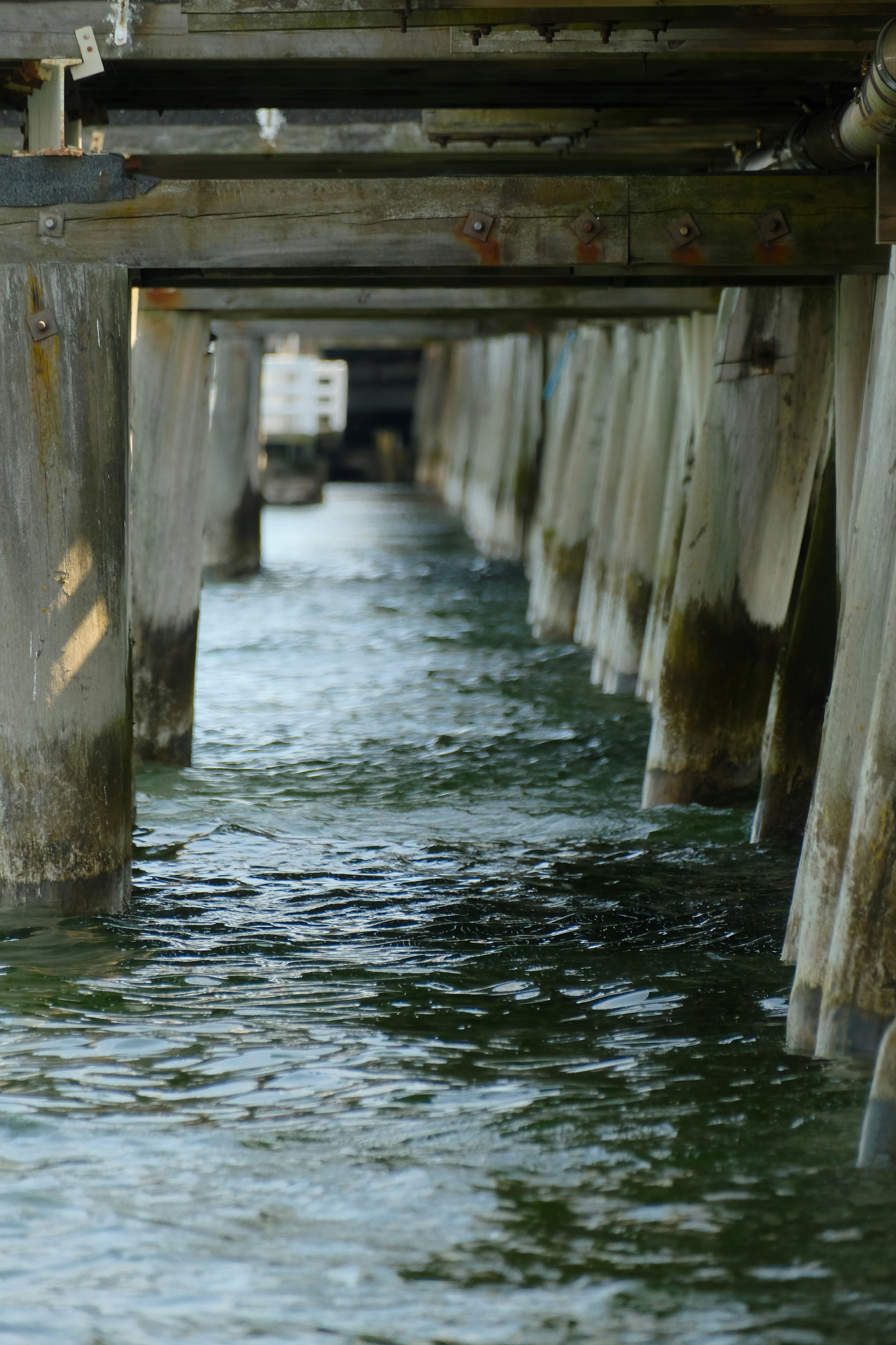 Under the Pier: Tides and Timber in Recurring Light