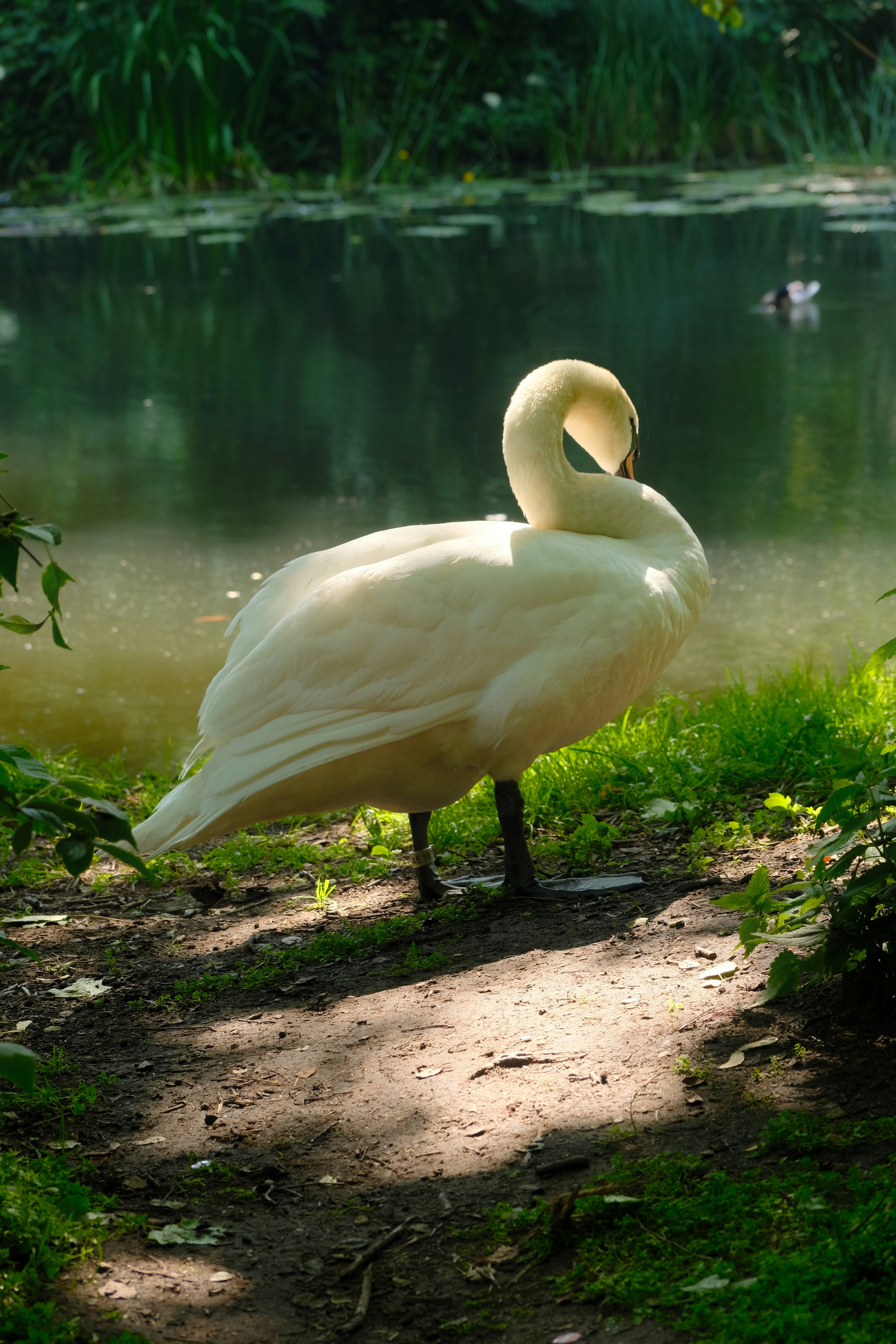 Solitary Swan Basks in Dappled Pond Light