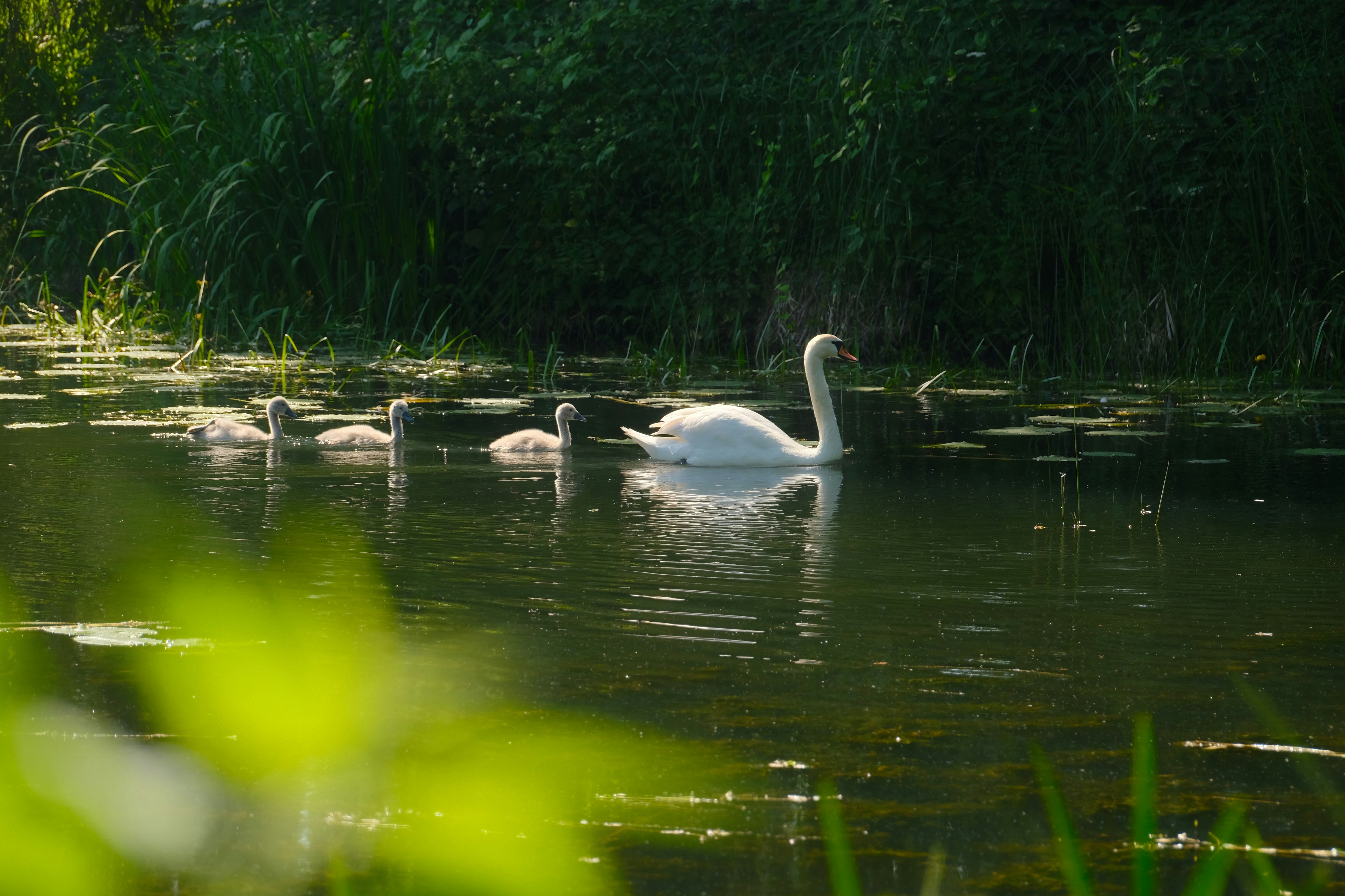 Mother Swan and Cygnets Glide Through Quiet Water