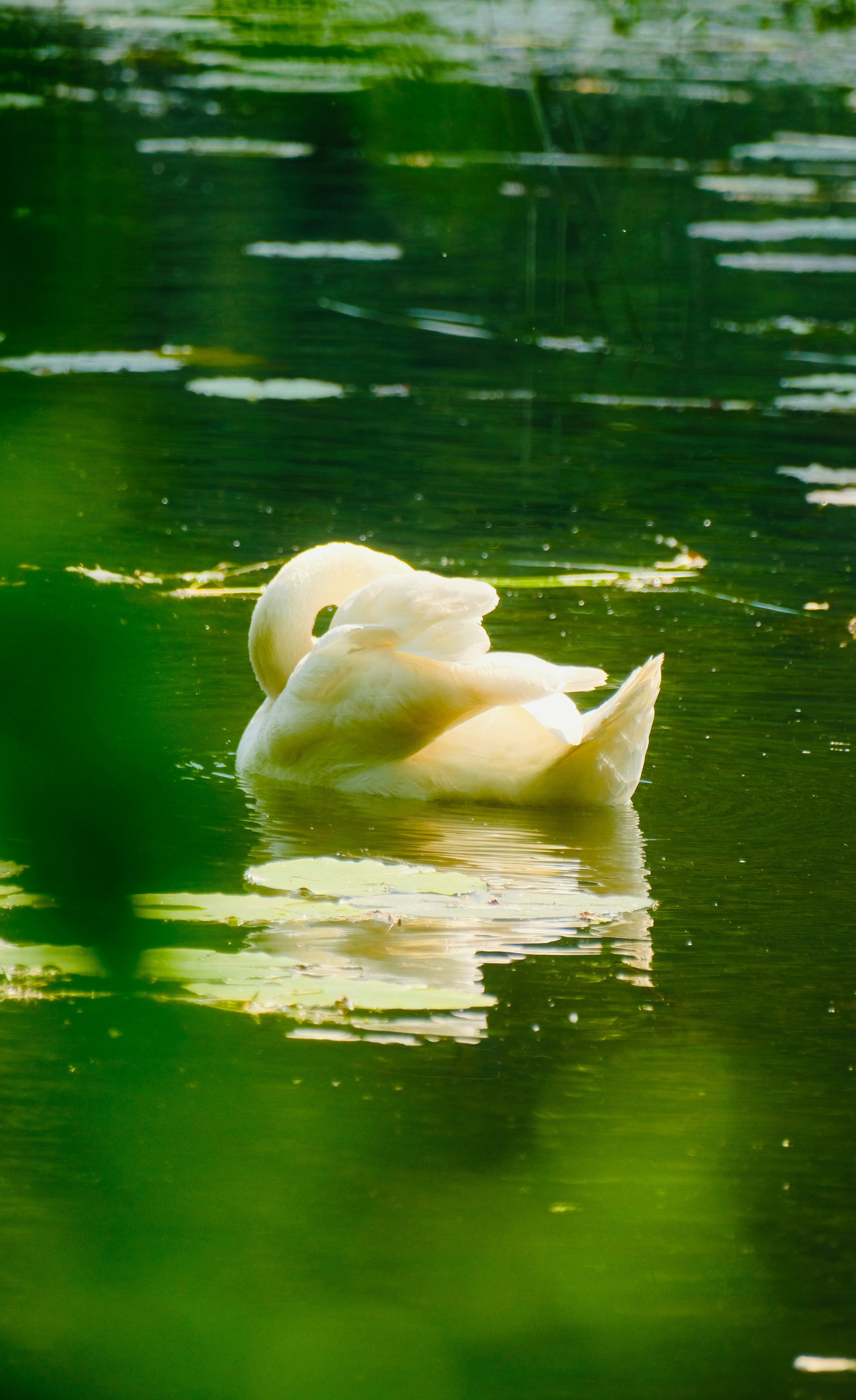 Elegy on the Quiet Pond: A Swan in Dappled Light