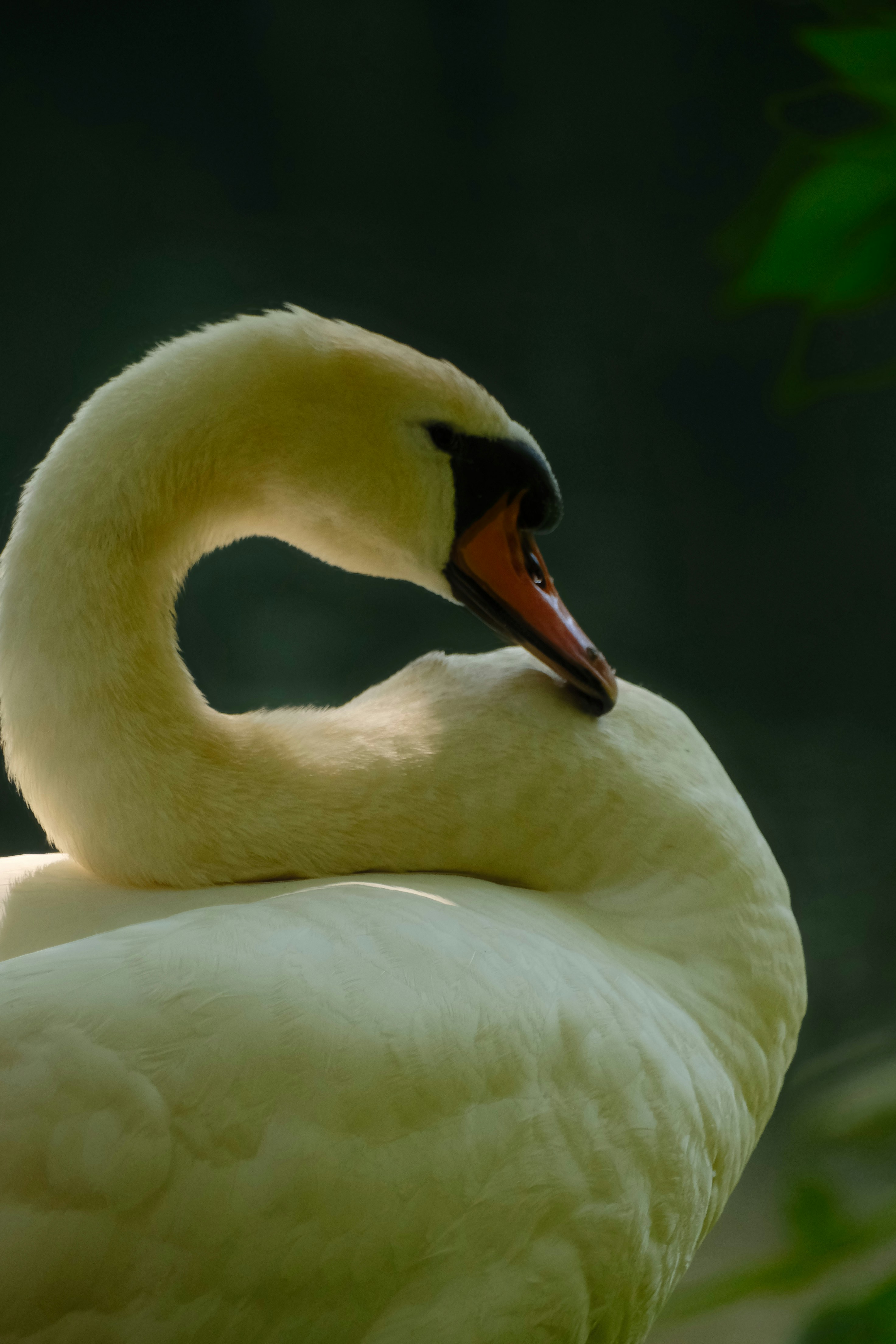 Graceful Swan Silhouette: Nightgreen Backdrop and Curved Neck