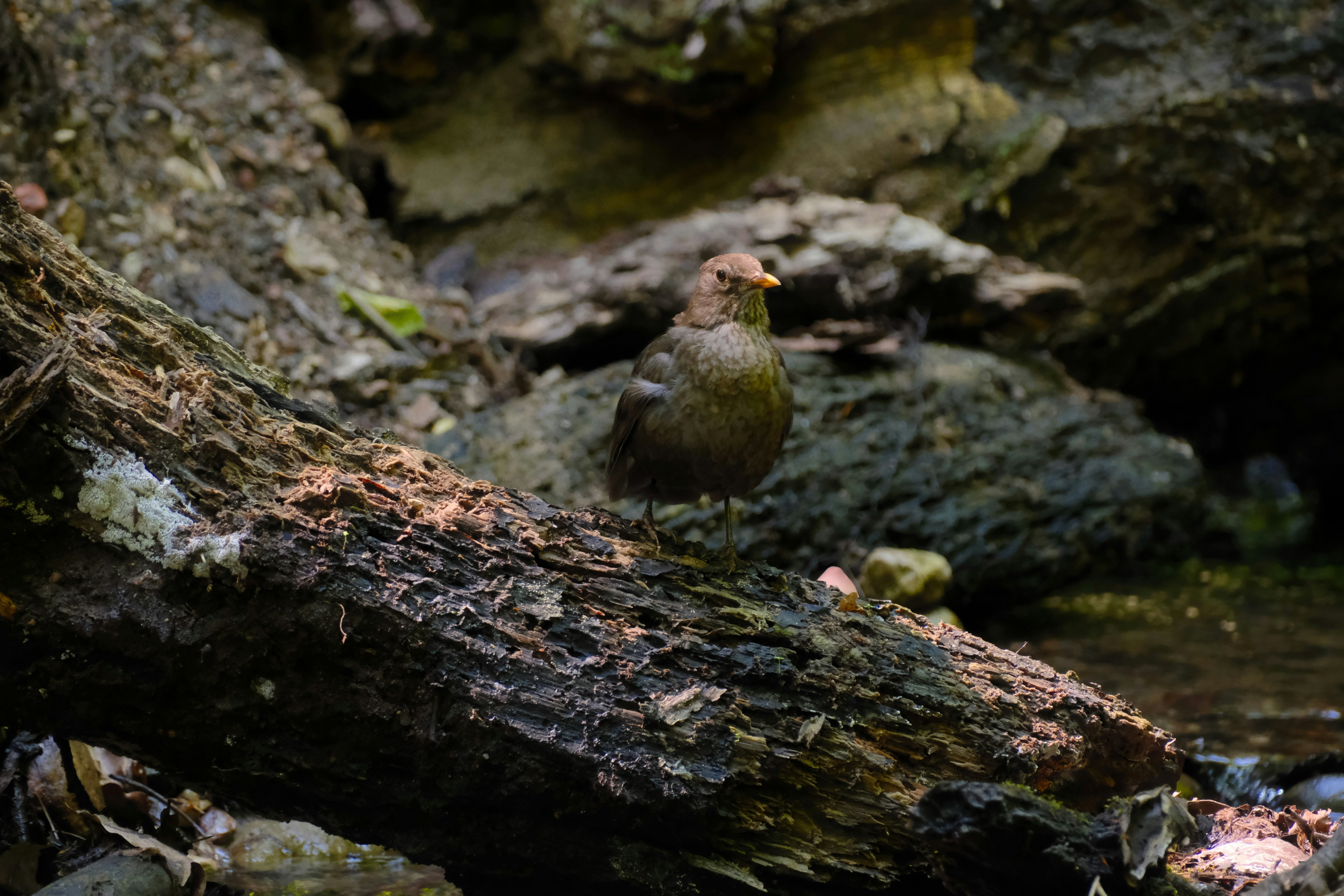Bird on a Mossy Log: A Silent Morning by the Stream
