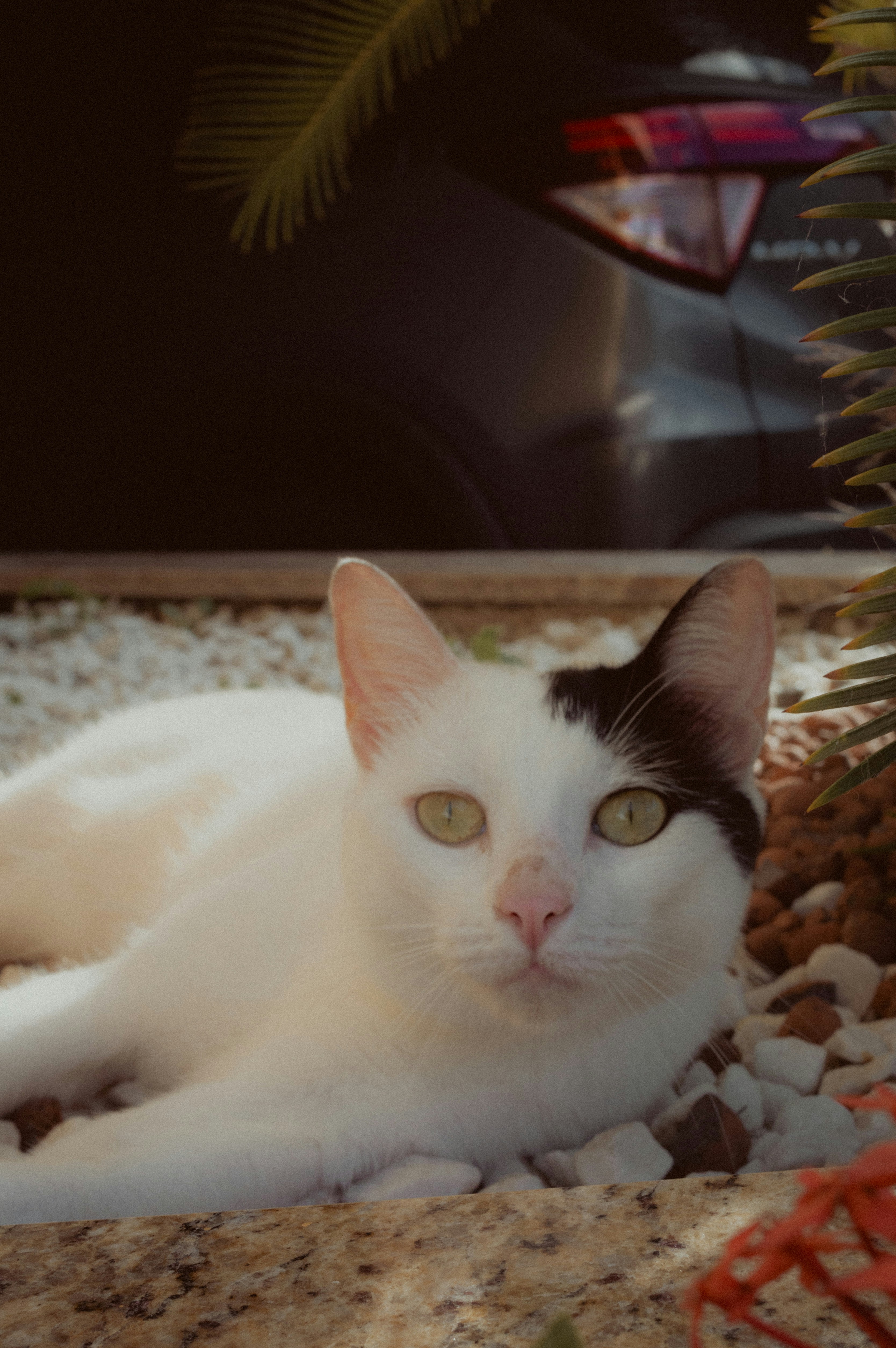 Partial Car Shadow, Full Cat Gaze: A White-and-Black Cat in Sunlit Pebbles