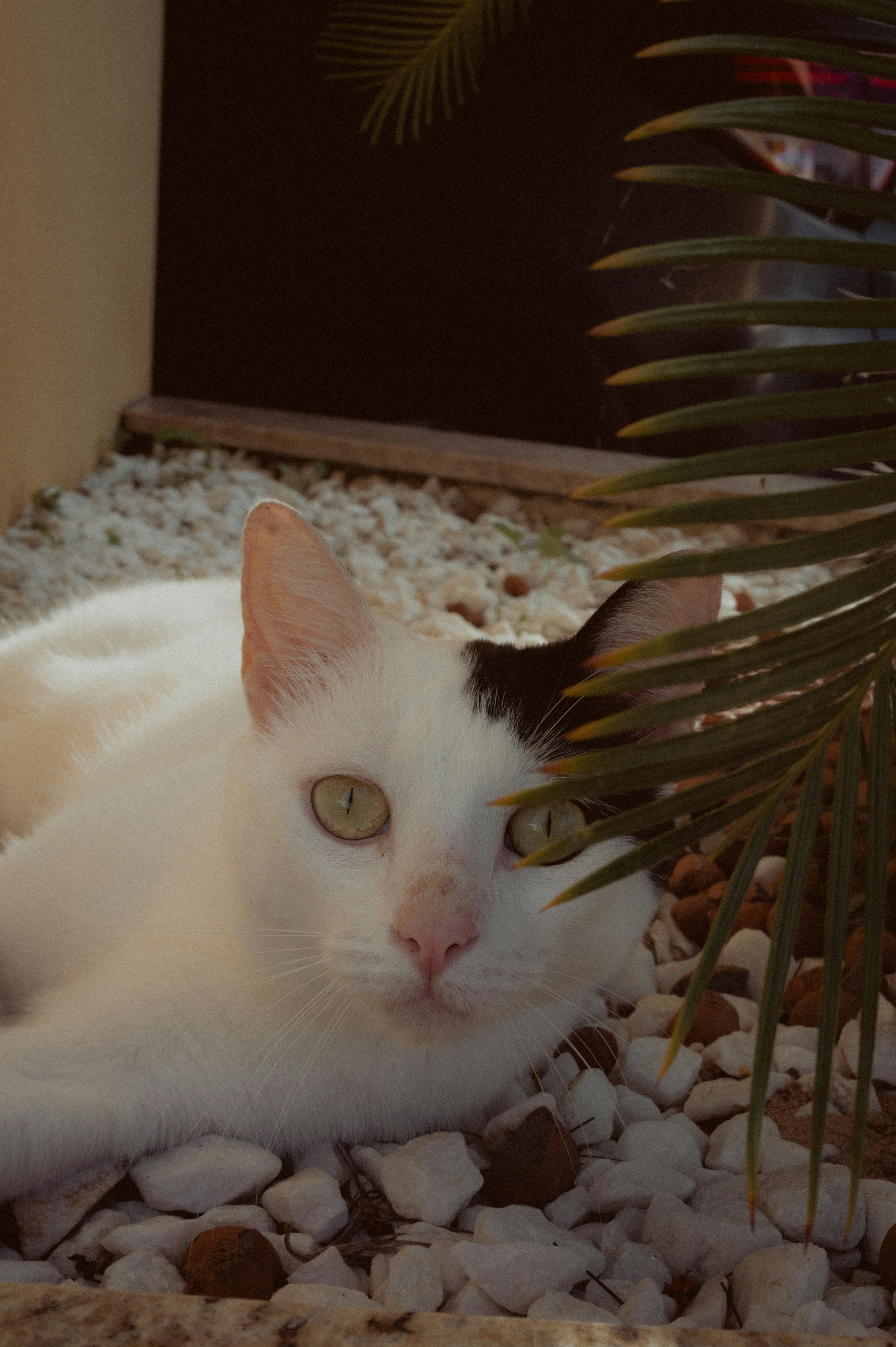 White Cat in a Pebble Garden with Sunlit Leaf Fronds