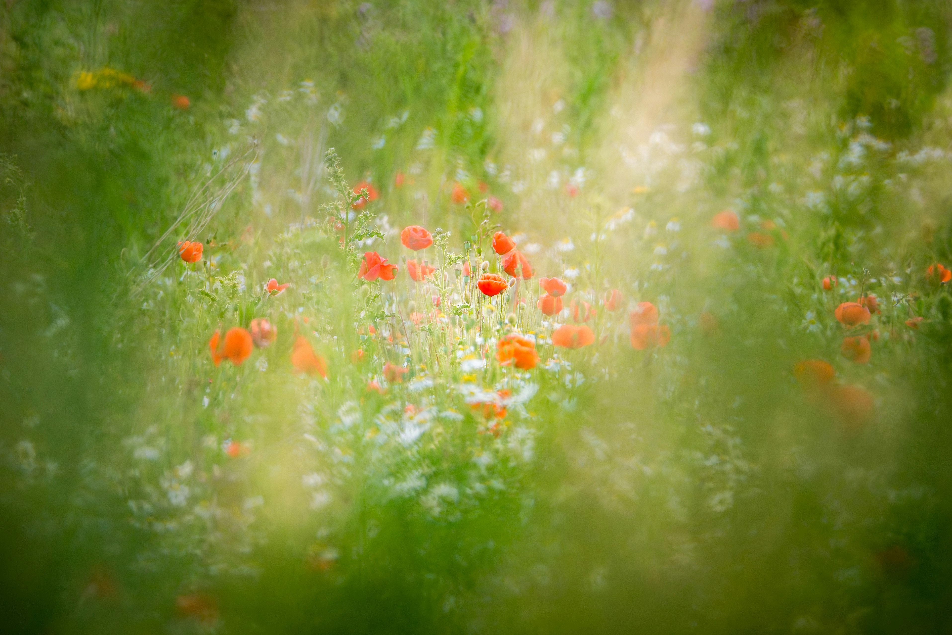Soft, green meadow with scattered red poppies and white blooms; hazy foreground creates a dreamy, painterly landscape.