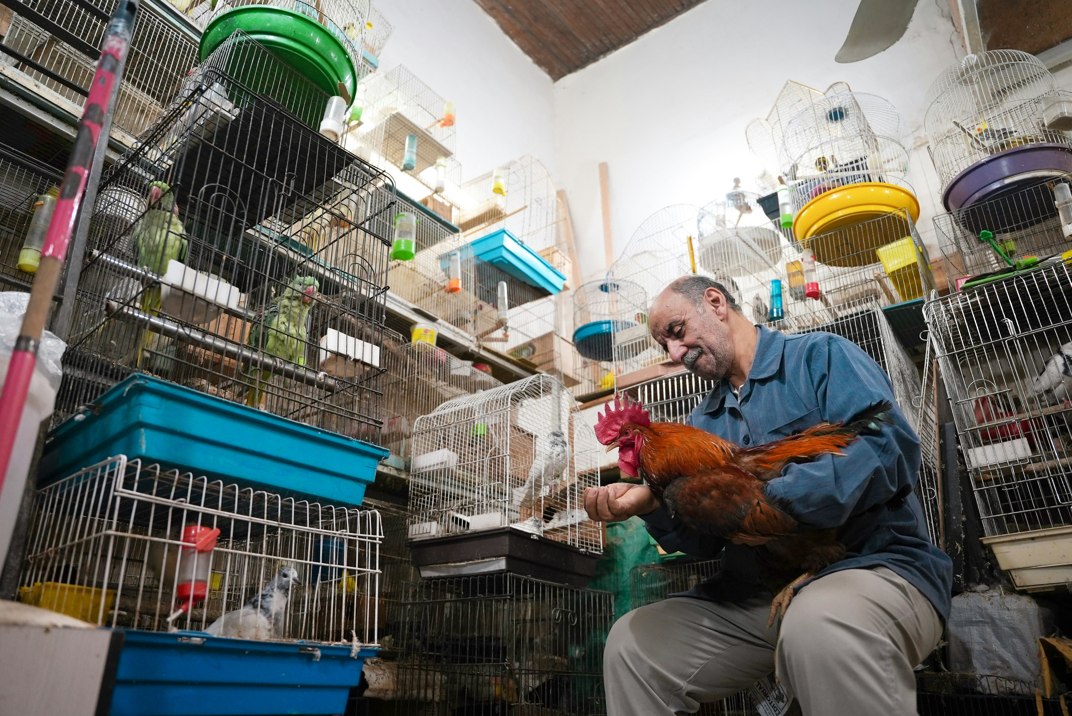 Roost caretaker: a quiet moment with a chicken amid a sea of cages