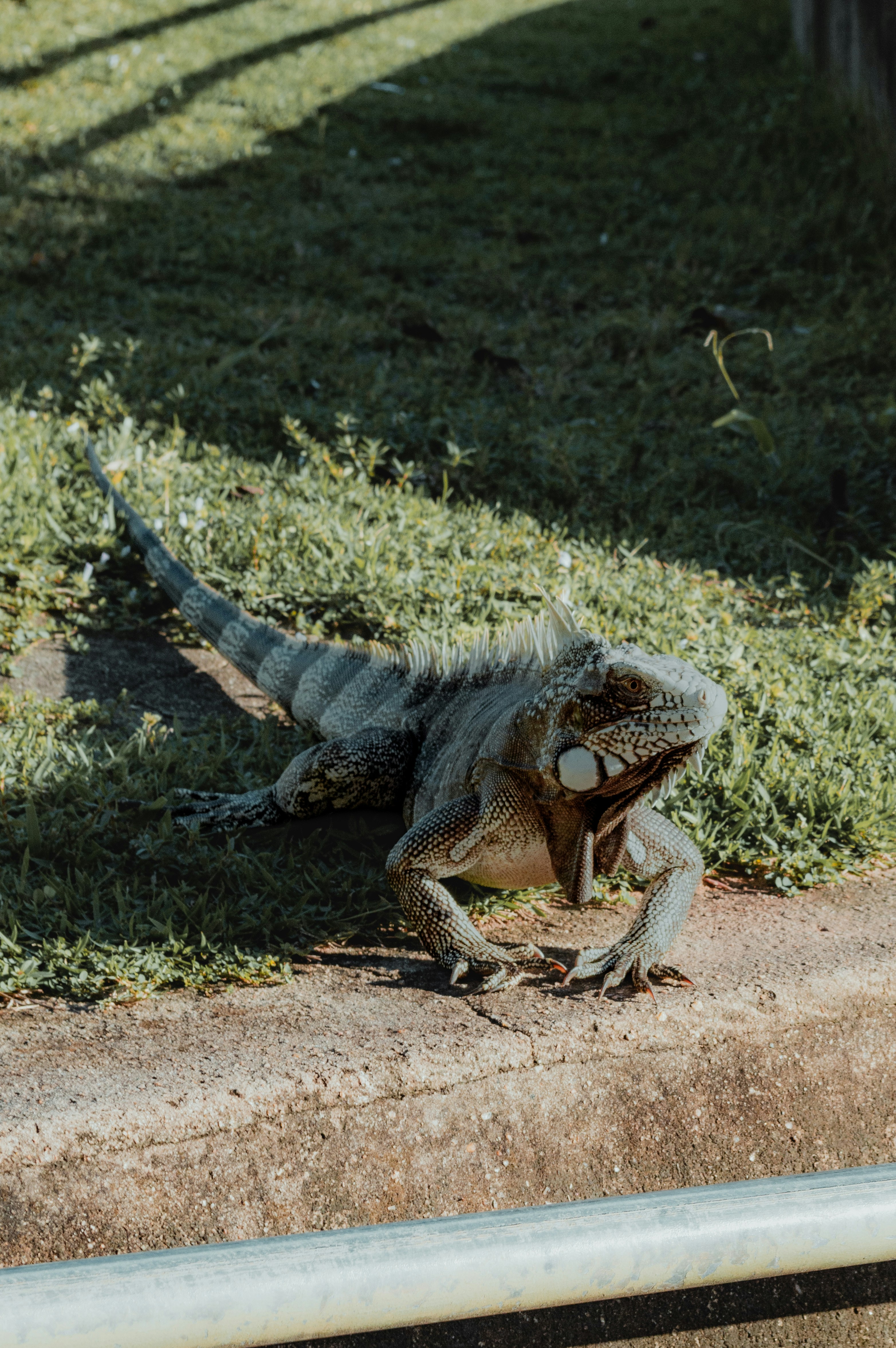 Sunlit Iguana Stalks the Concrete Edge