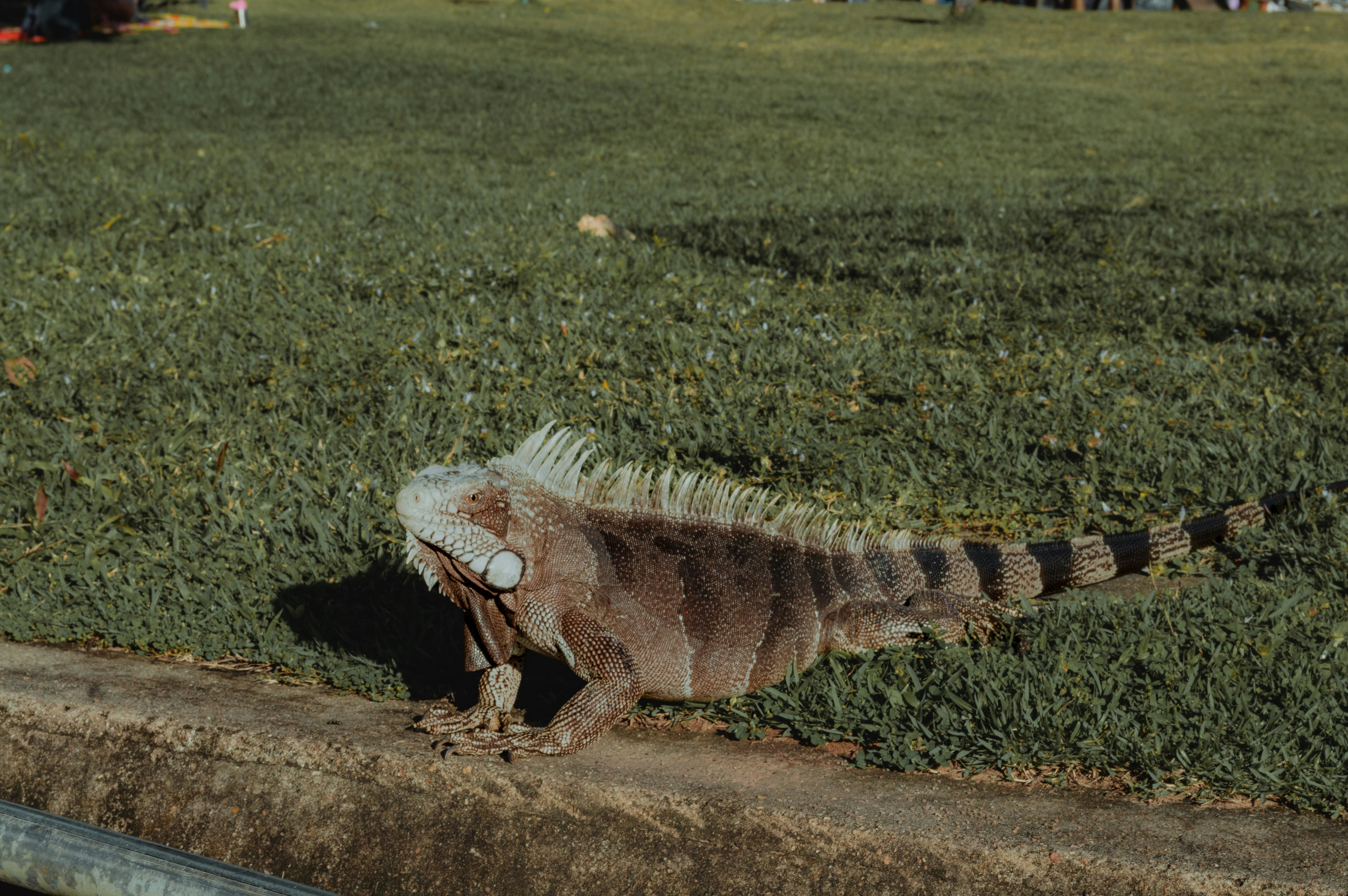 Sunlit Inland Iguana on a Concrete Verge