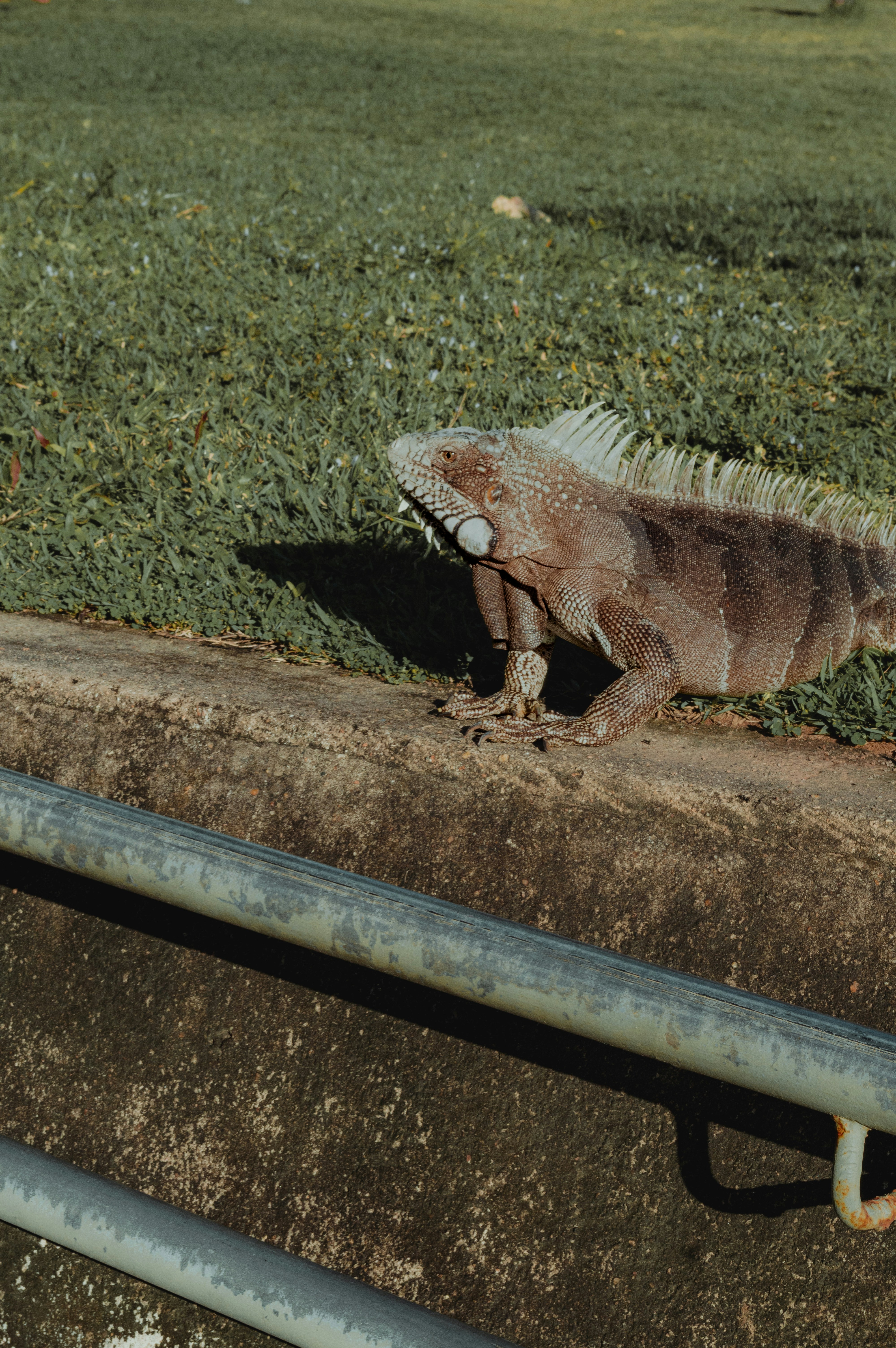 Iguana in the Urban Light: A Sunlit Stare Across Concrete