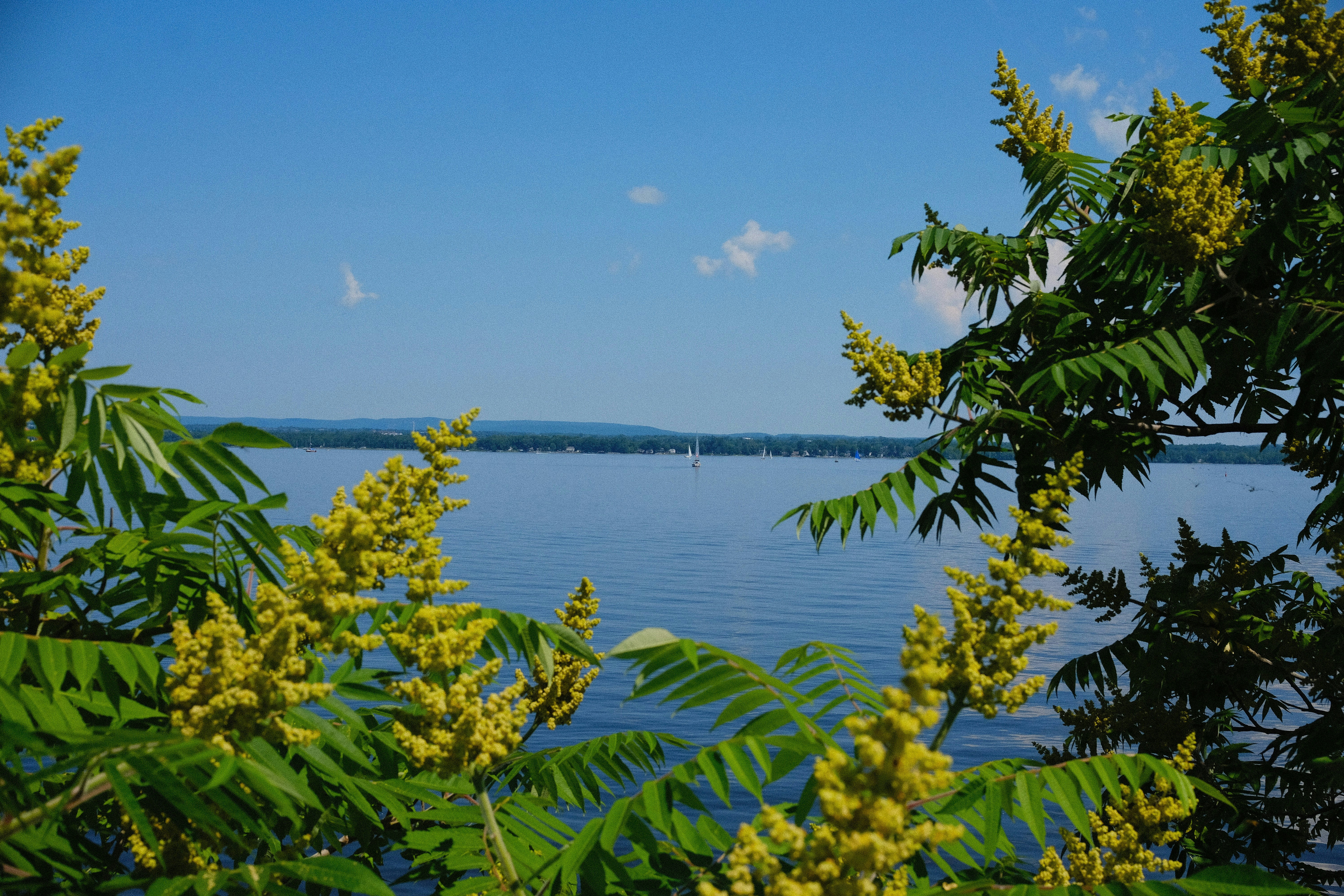 Framing the Quiet Lake Through Golden Flower Arches