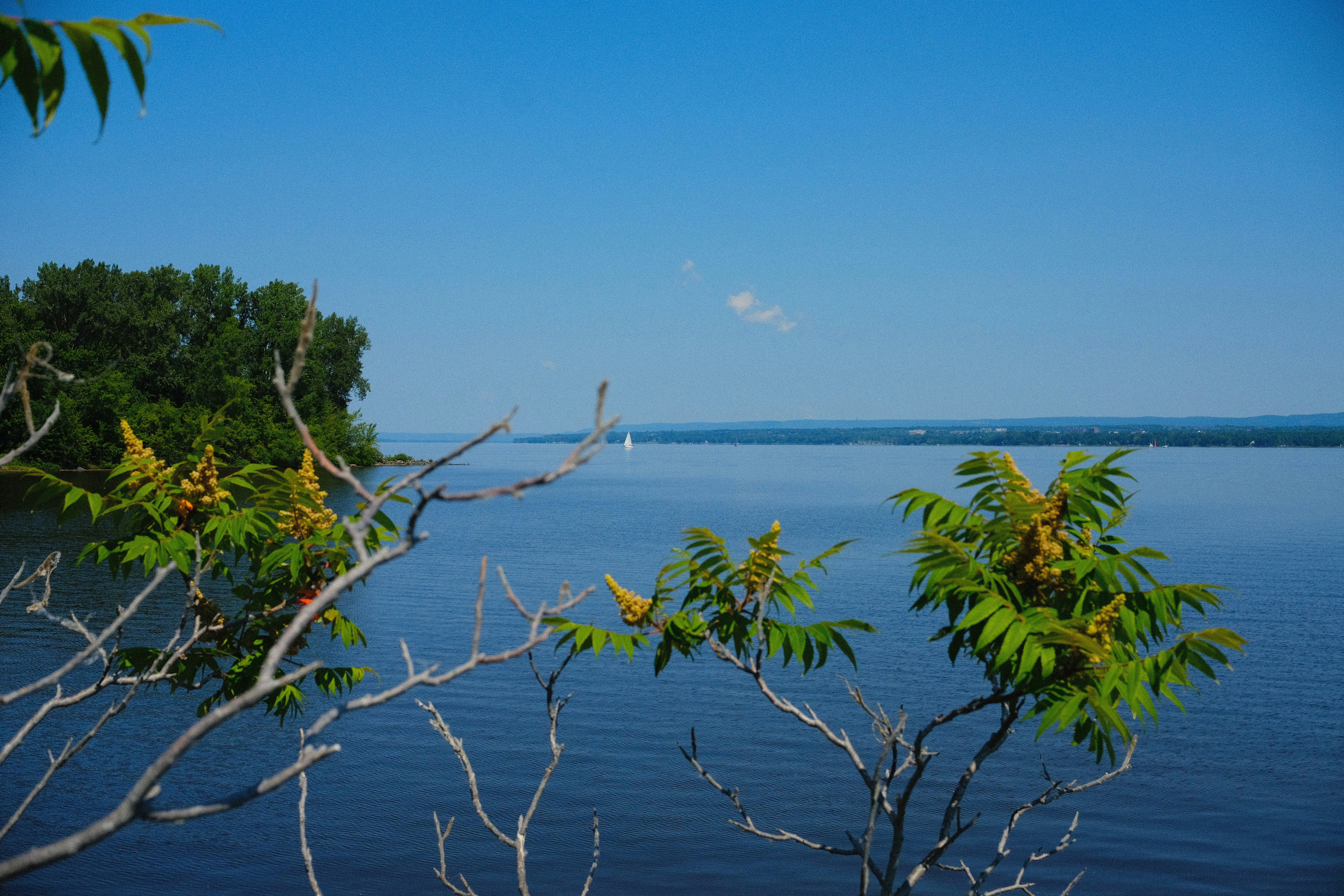 Blue Horizon Over Quiet Branches