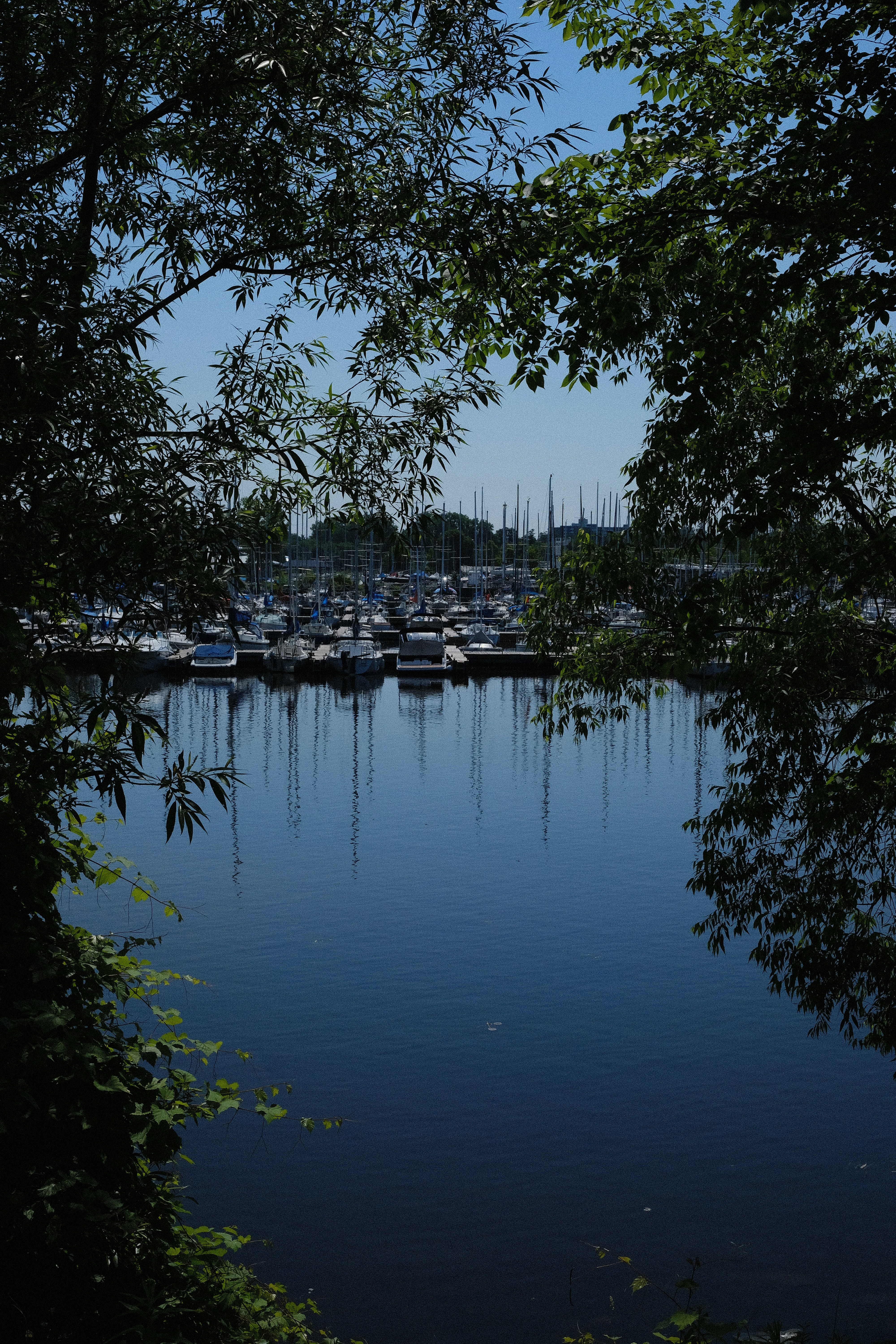 Harbor in the Shade: Boats Framed by Framing Foliage