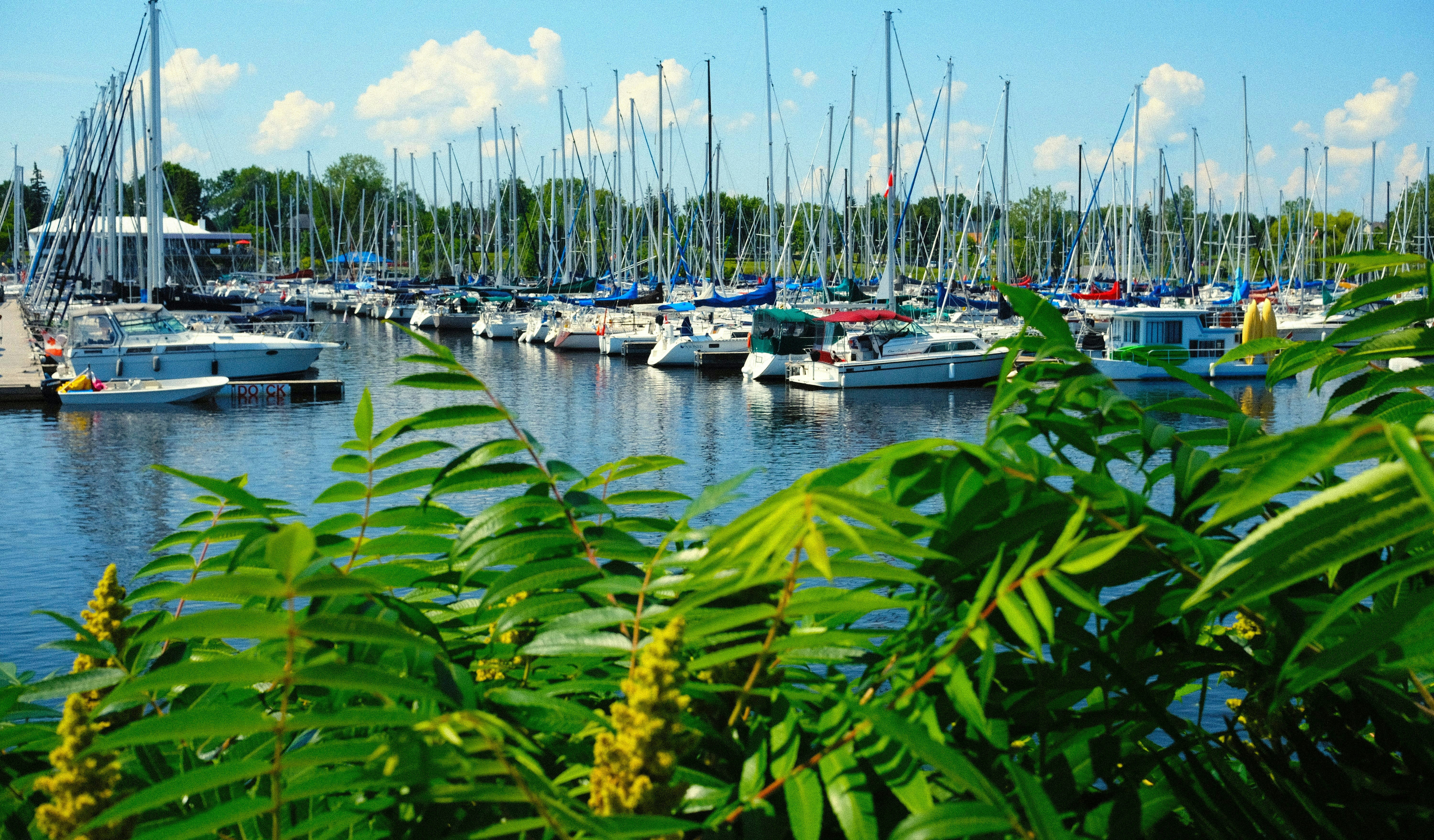 Marina Mirage: Boats Resting Beyond Foliage
