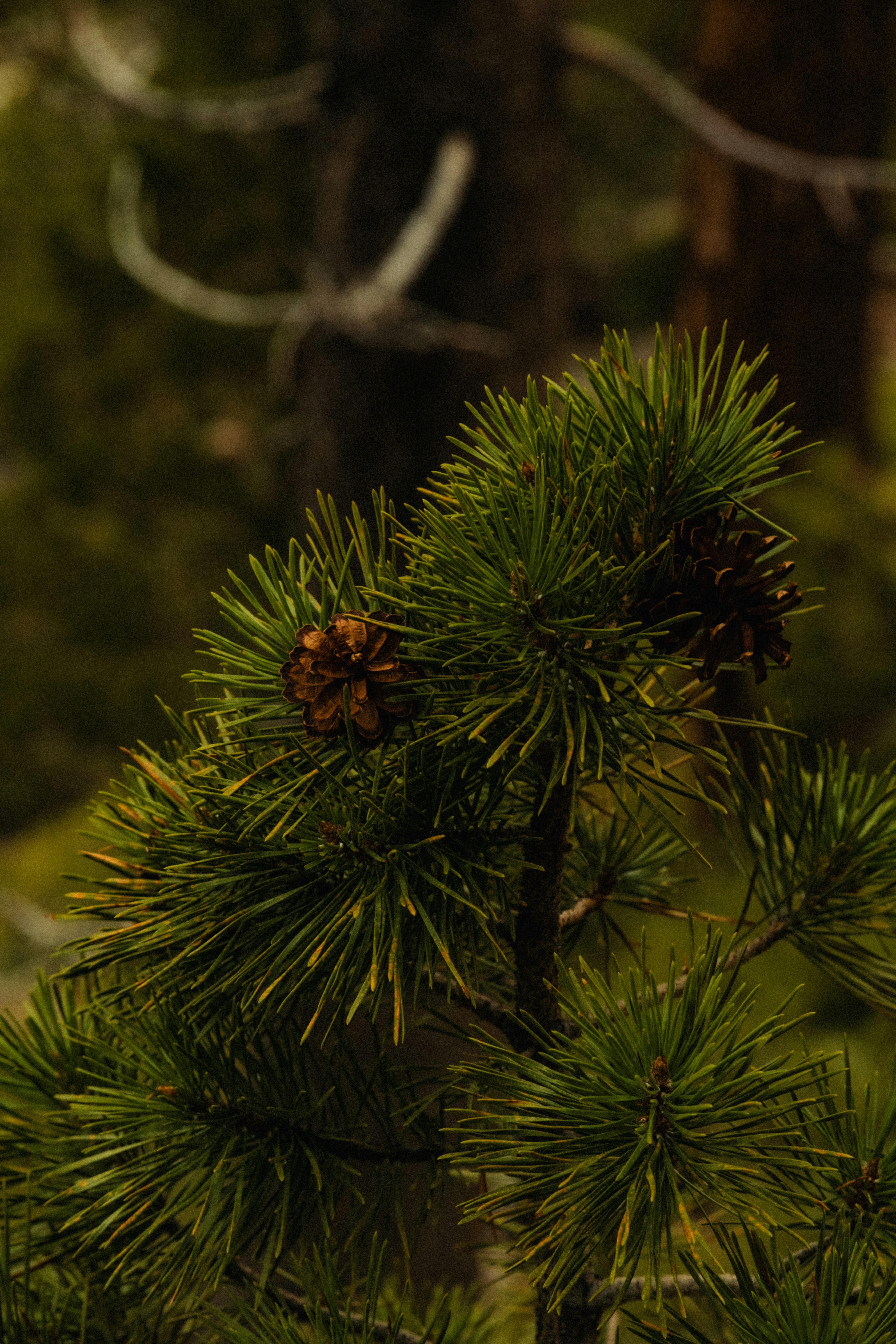Pine Needle Detail: A Quiet Forest Close-Up