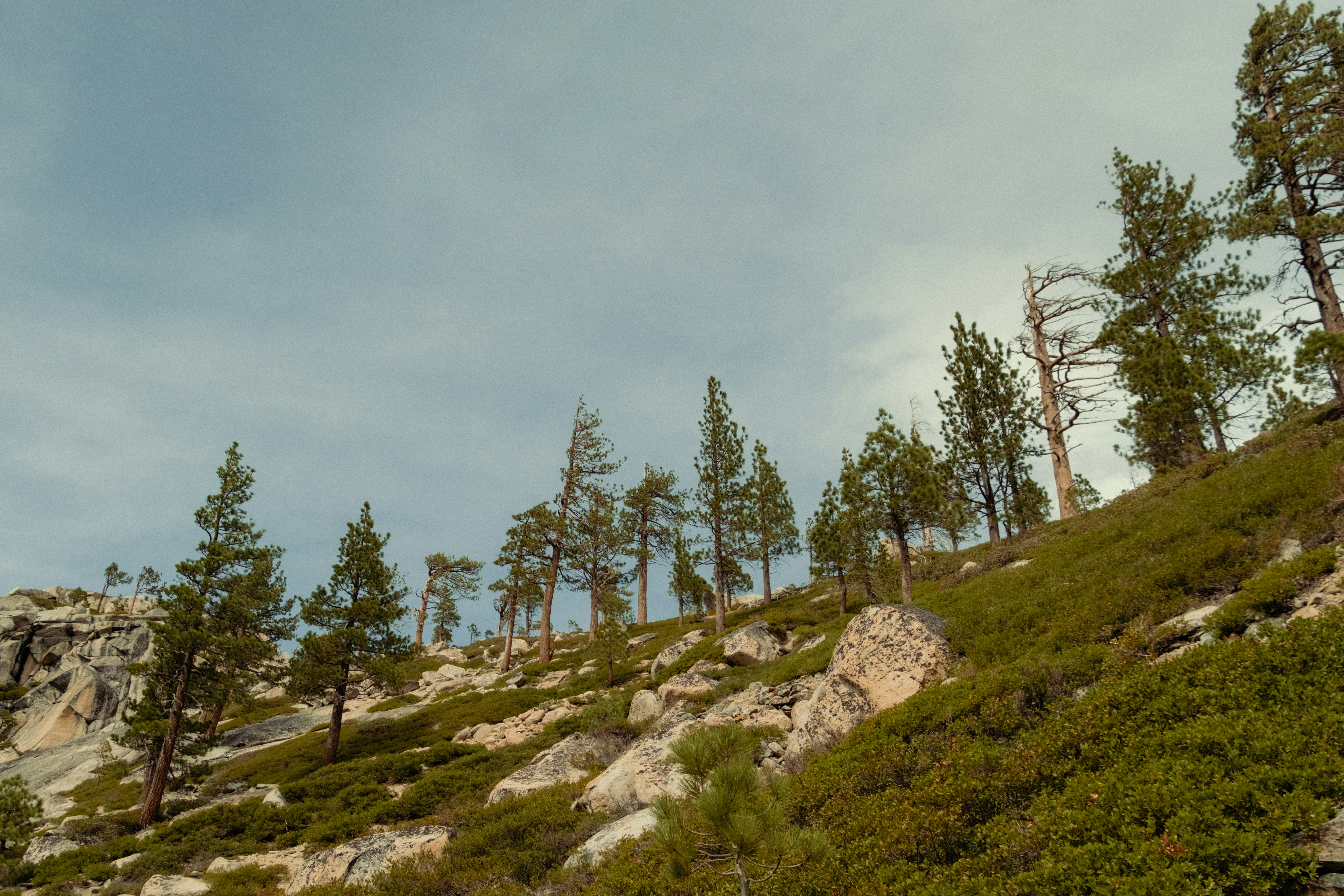 Wind-Swept Pines on a Rocky Hillside
