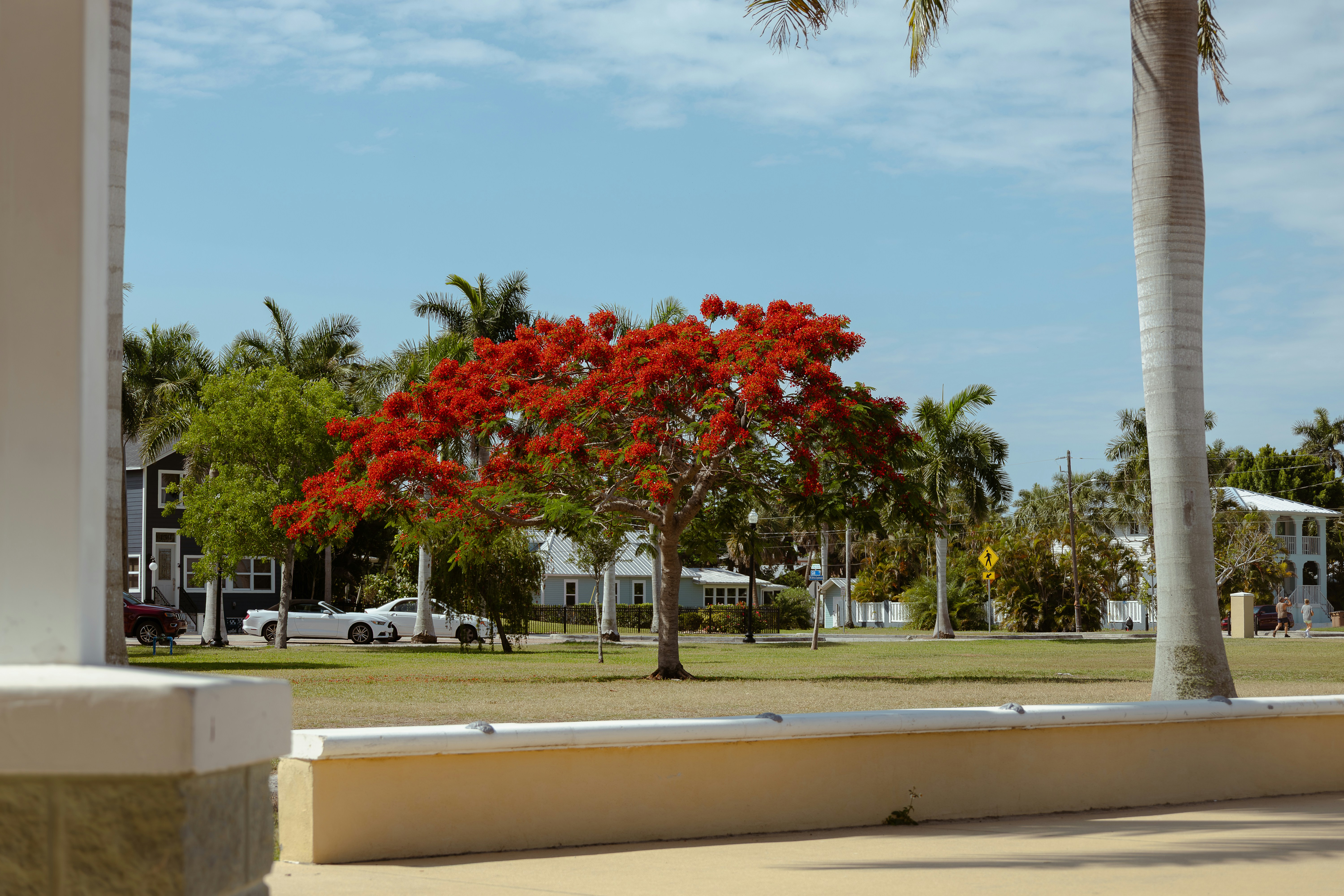 Red-Leaf Accent in a Sunny Campus Square