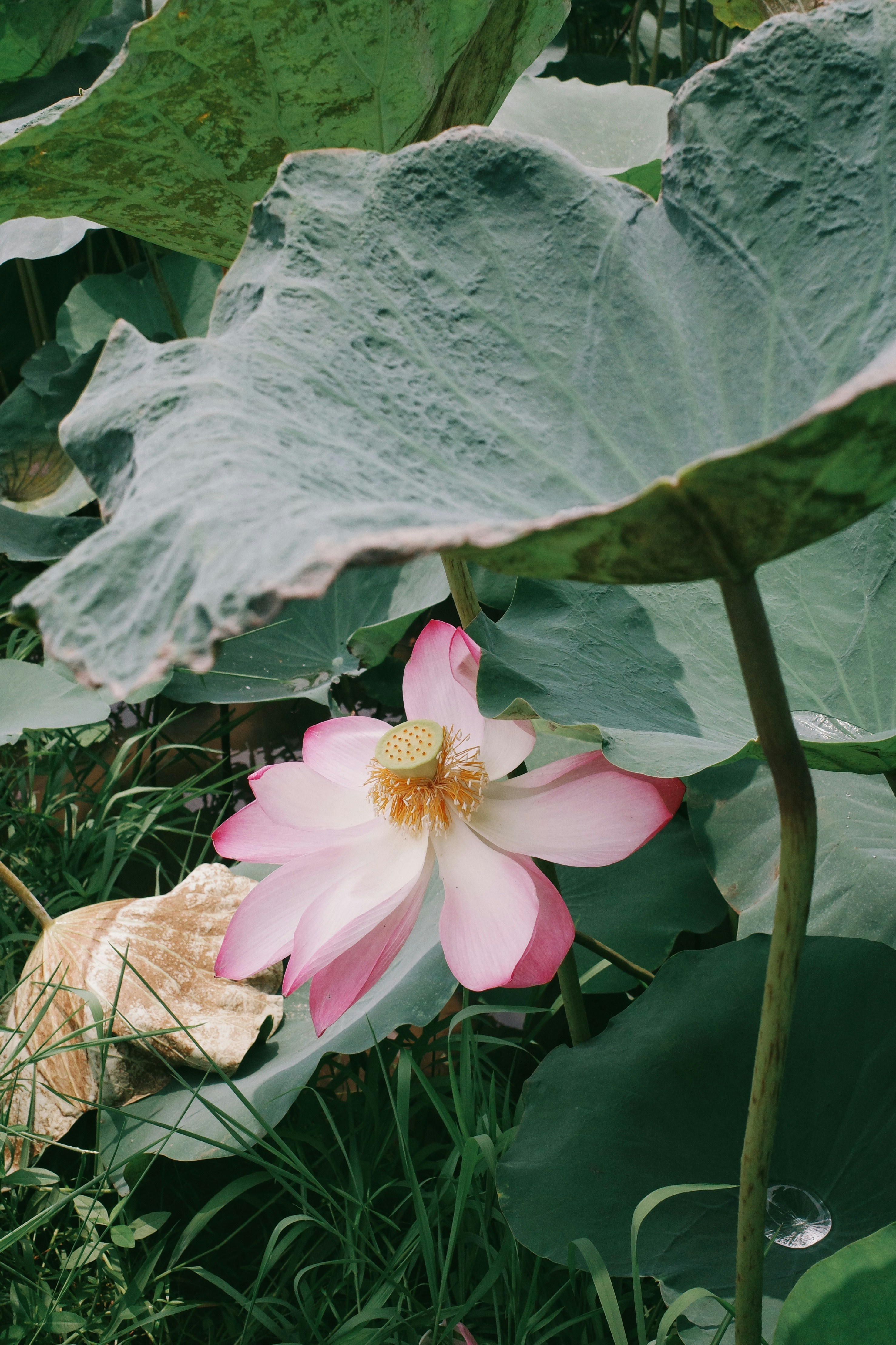 Lotus bloom peeking through broad green leaves in dappled light