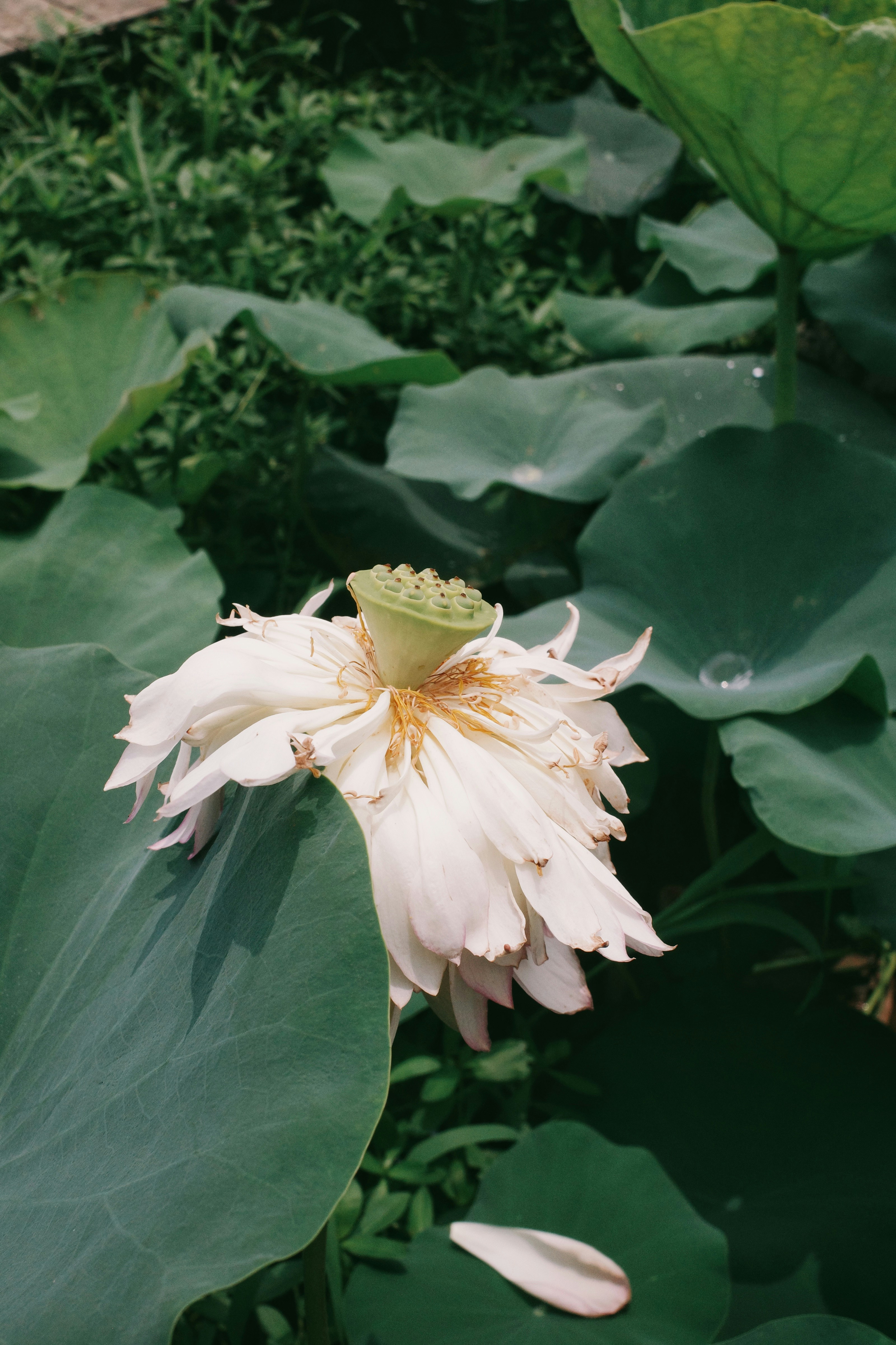 Soft-pink lotus bloom with a pale green seed pod rests among broad lotus leaves in a calm pond setting. The image highlights natural textures and muted color tones, capturing botanical detail.