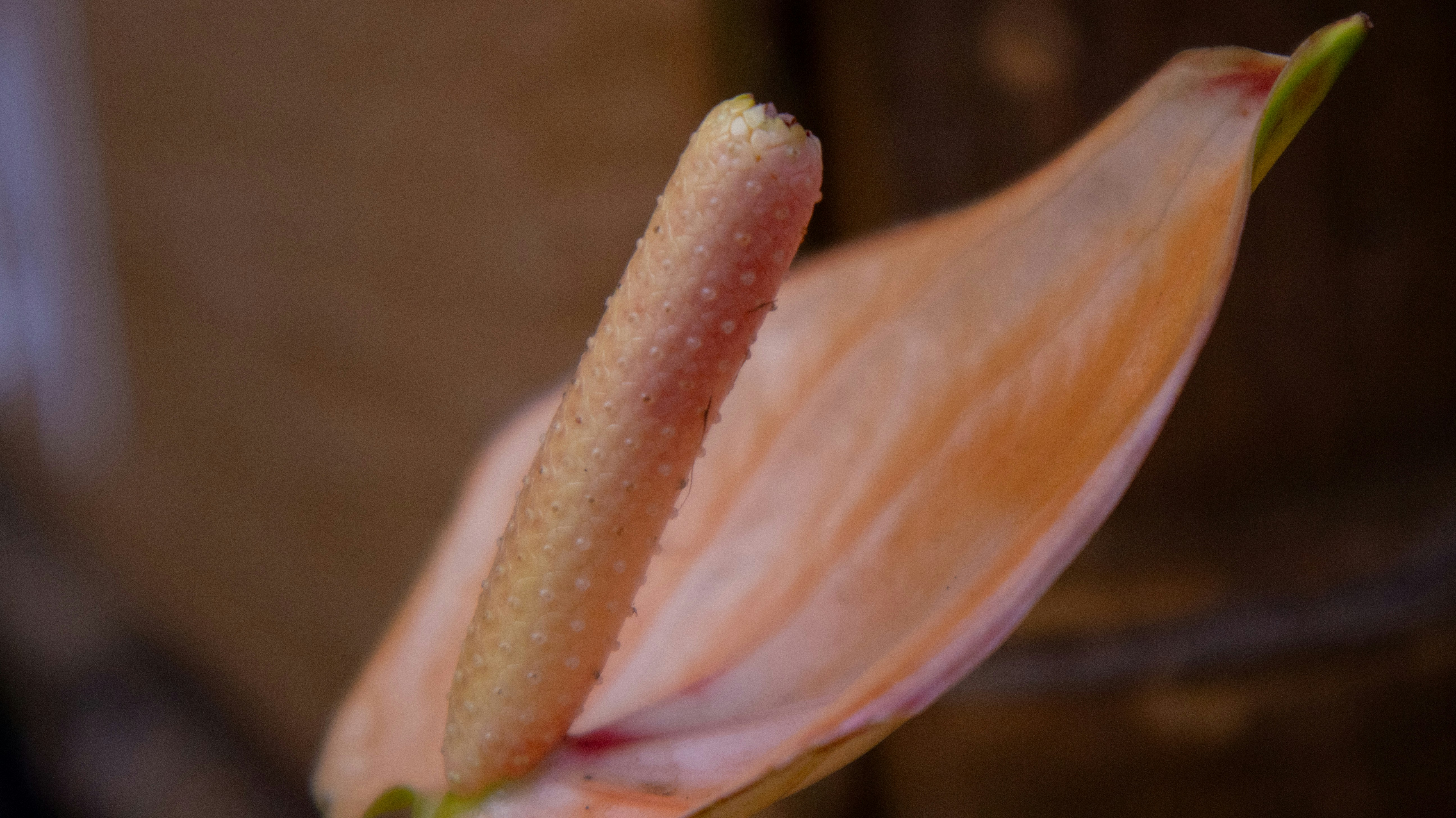 Close-up of a pale pink-orange flower spadix with a soft, out-of-focus background, highlighting the texture and color of the bloom.