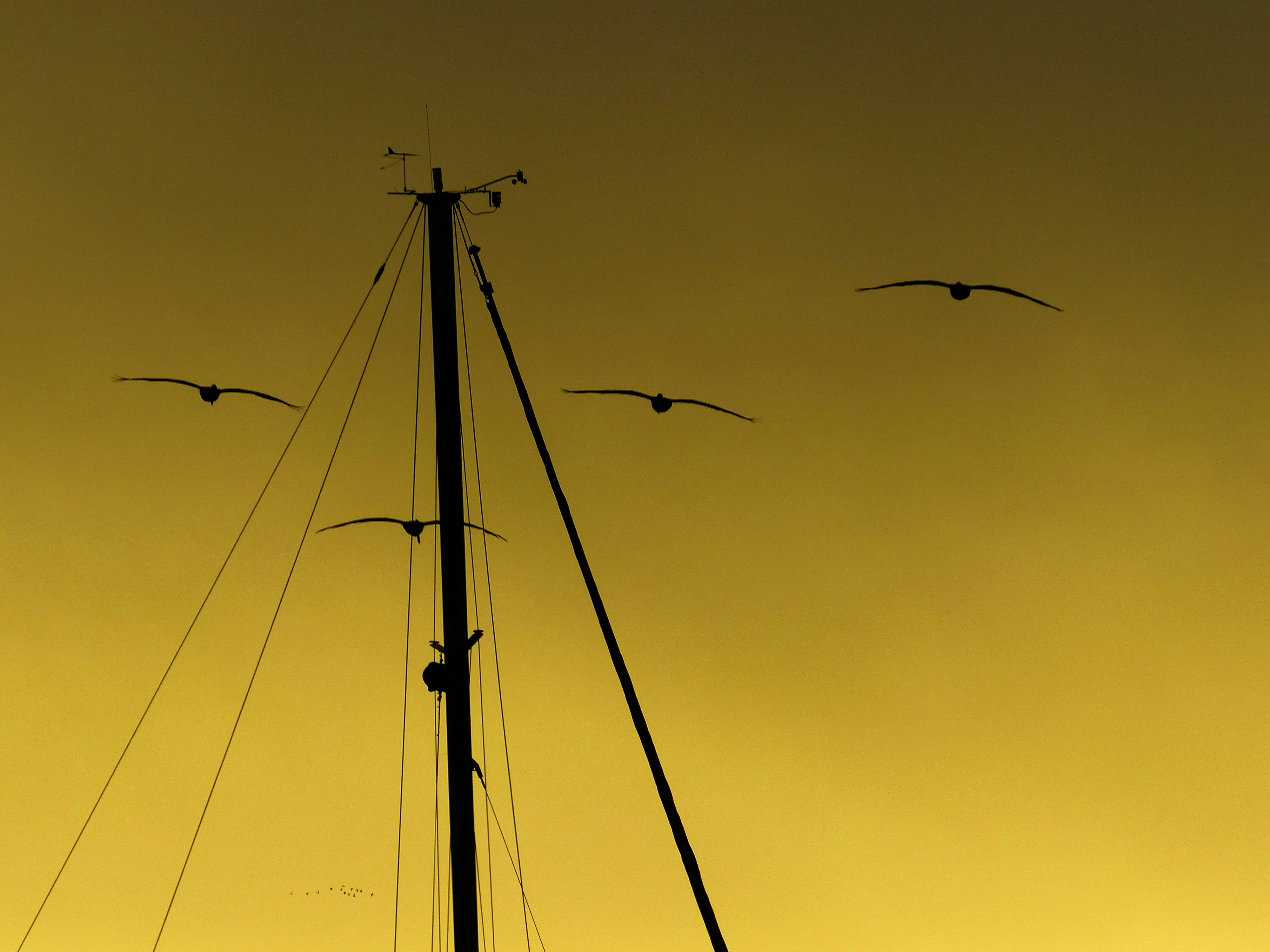 Silhouette of a Mast and Migrating Birds Against a Golden Skiescape