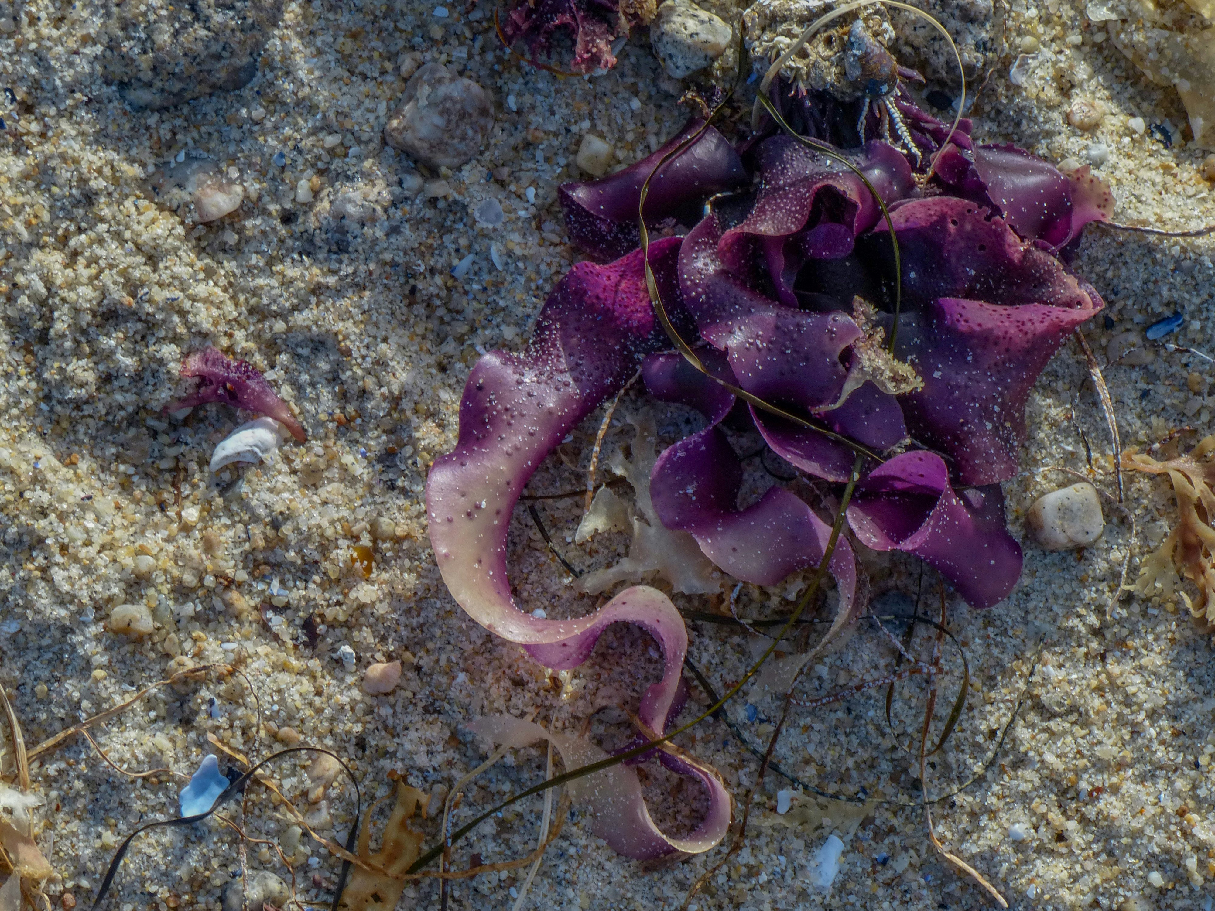 Tangled Purple Seaweed on Sandy Shore