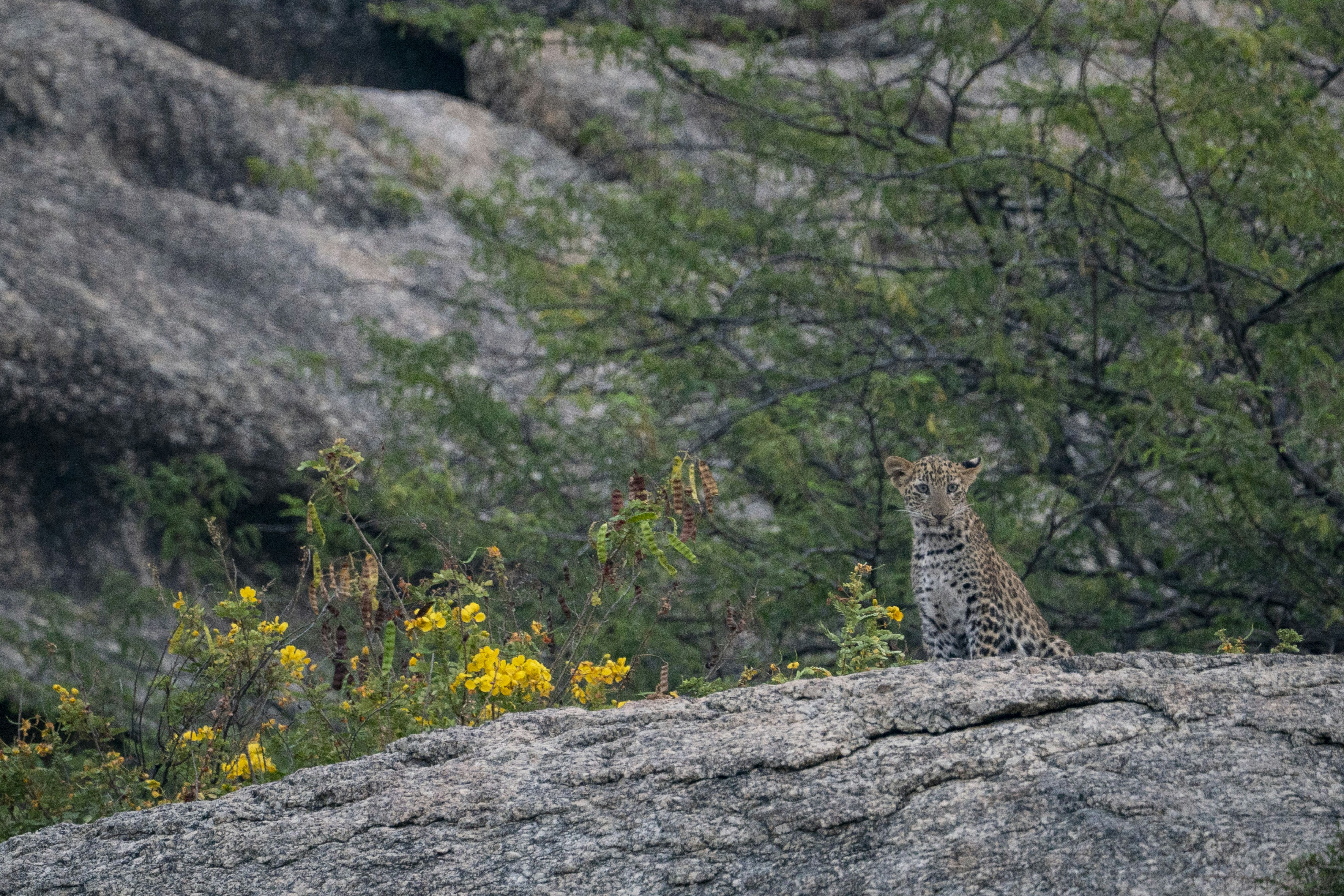 Watchful Lynx on the Granite Ridge