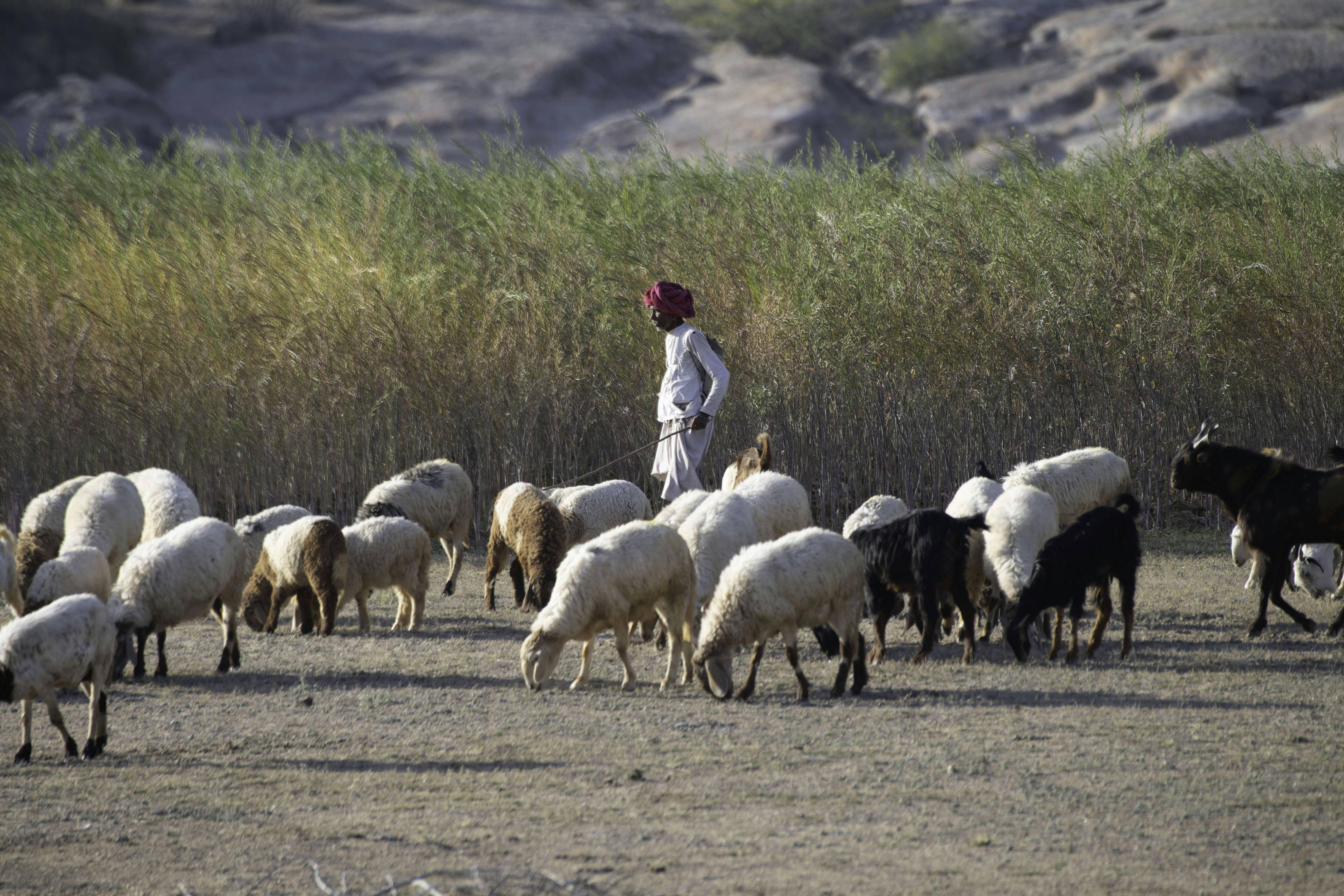 Pastoral Focus: A Lone Herder Among Flock at Riverbank