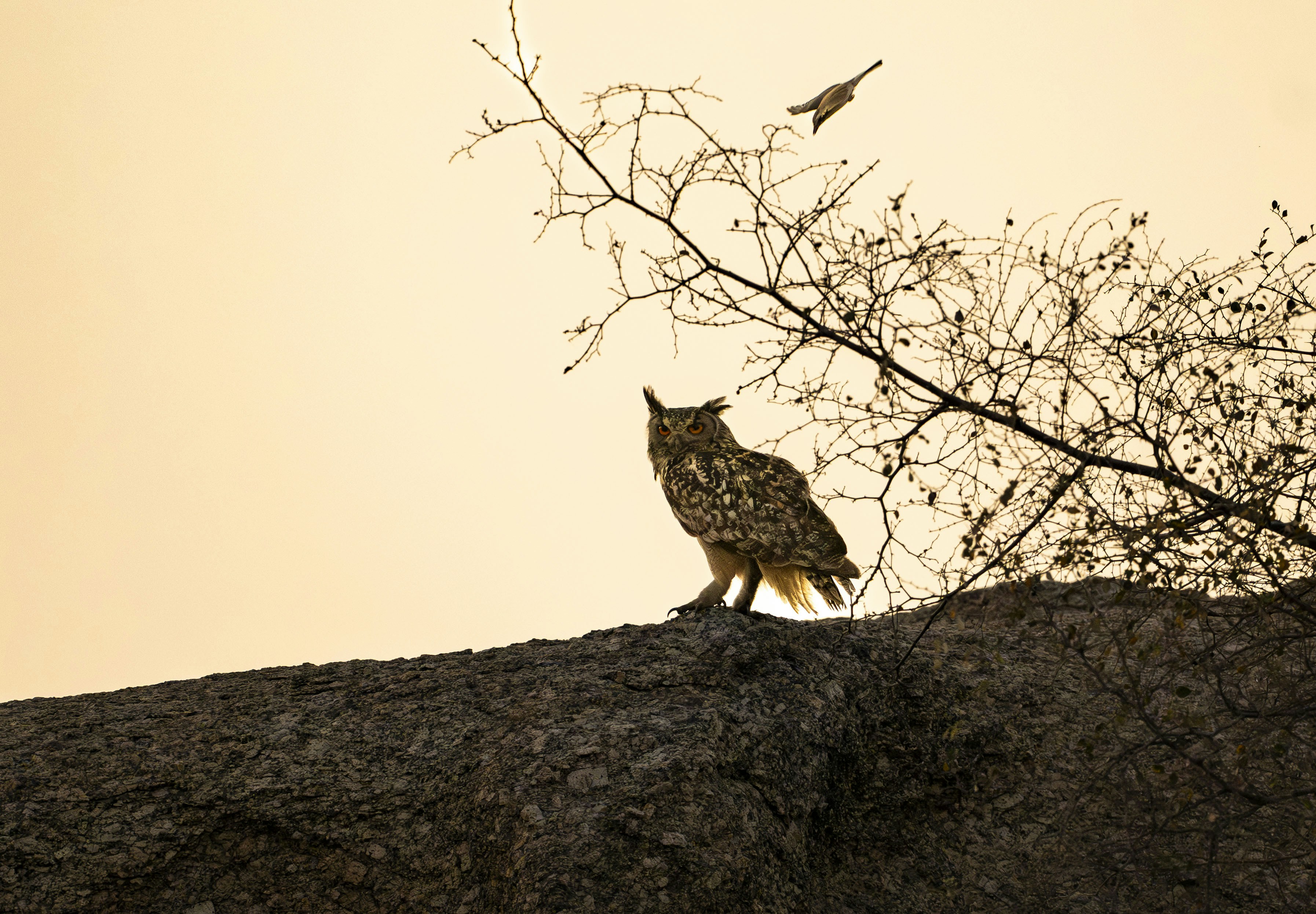 Indian Eagle-Owl Perched on Granite Rock at Sunset in Jawai