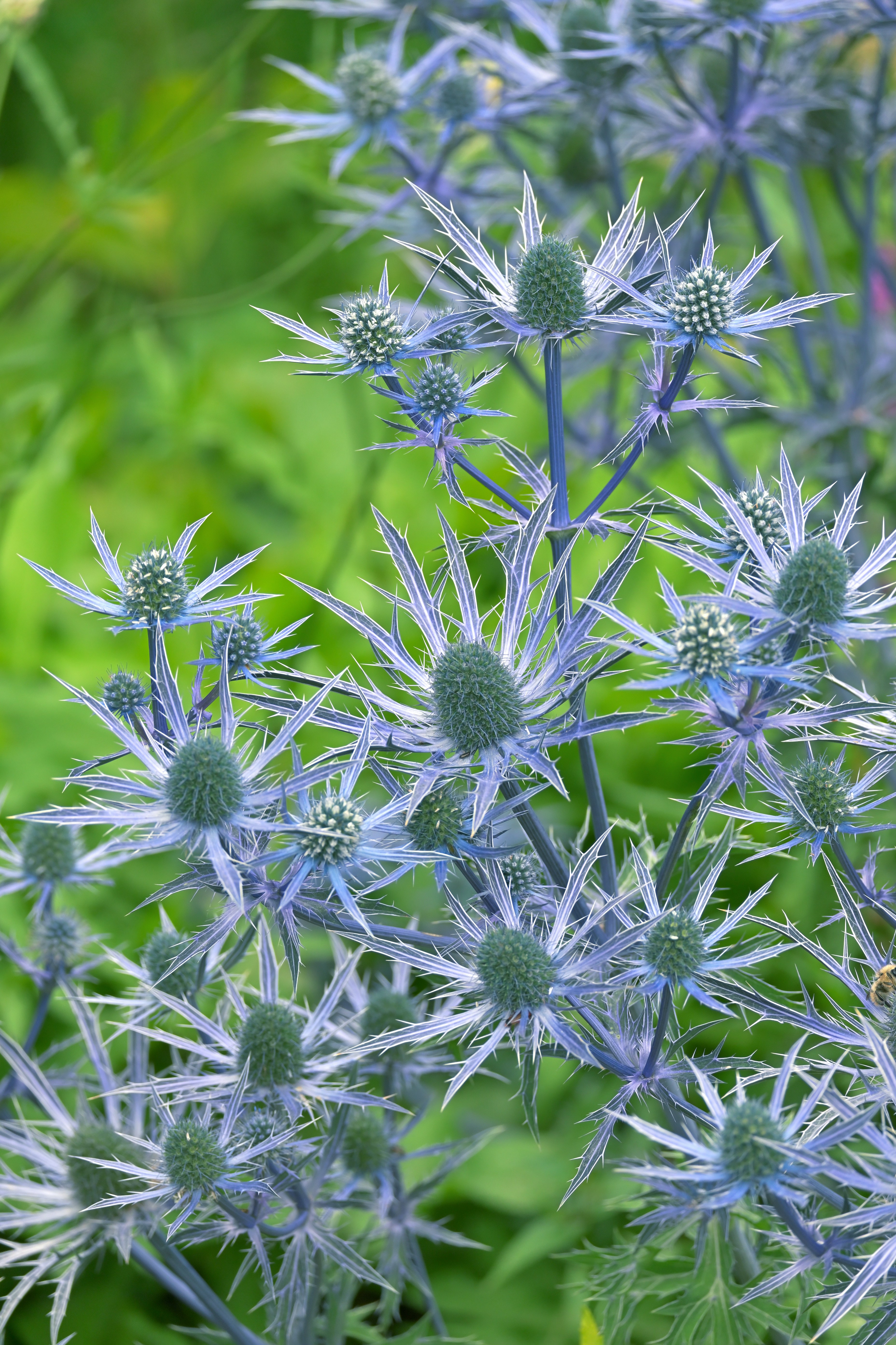 Close-up of spiky blue-purple thistle flowers with frosted edges against a soft green background.